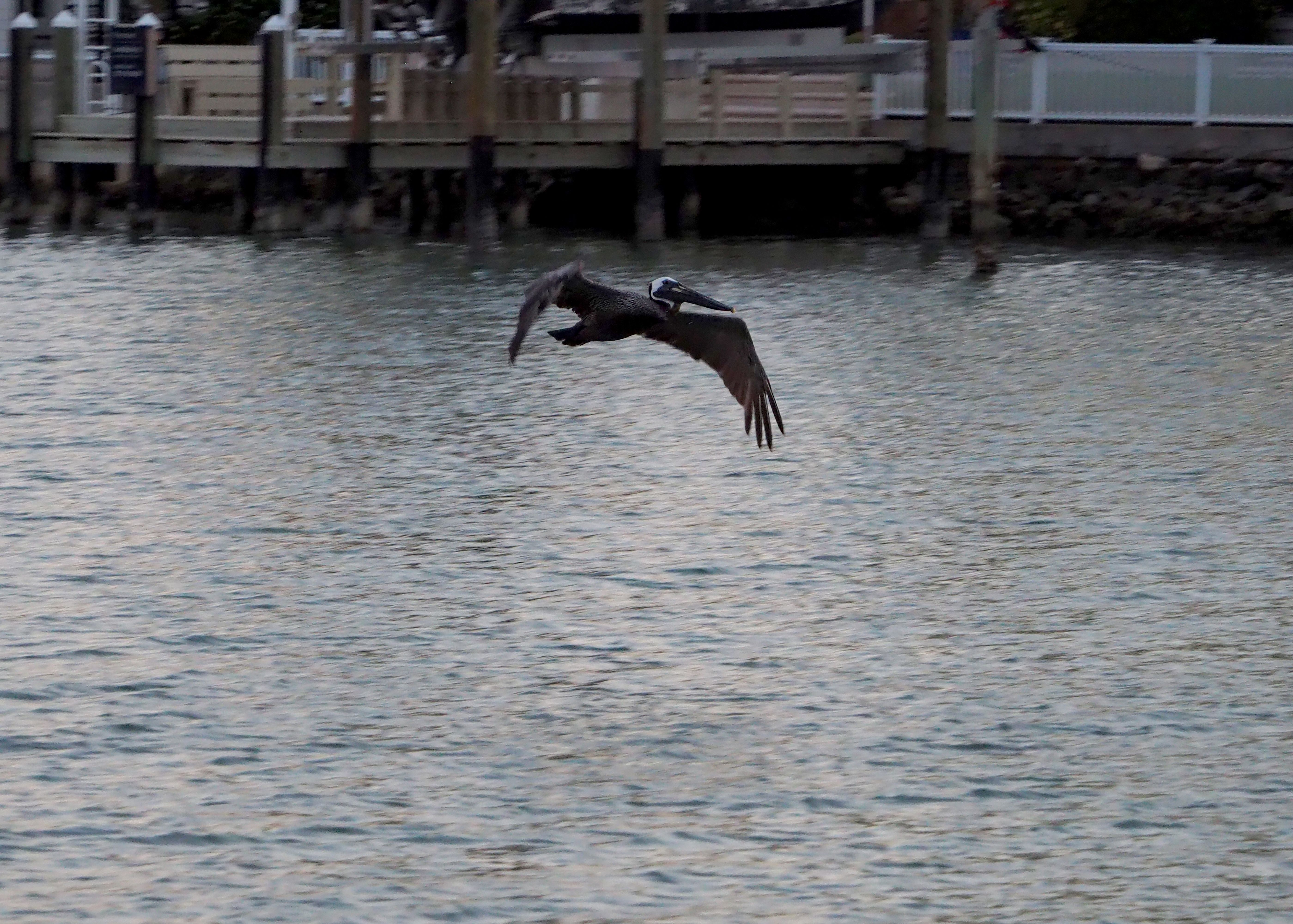 19 fotos y vídeos de Waterbirds guardados por Alexa Heinrich