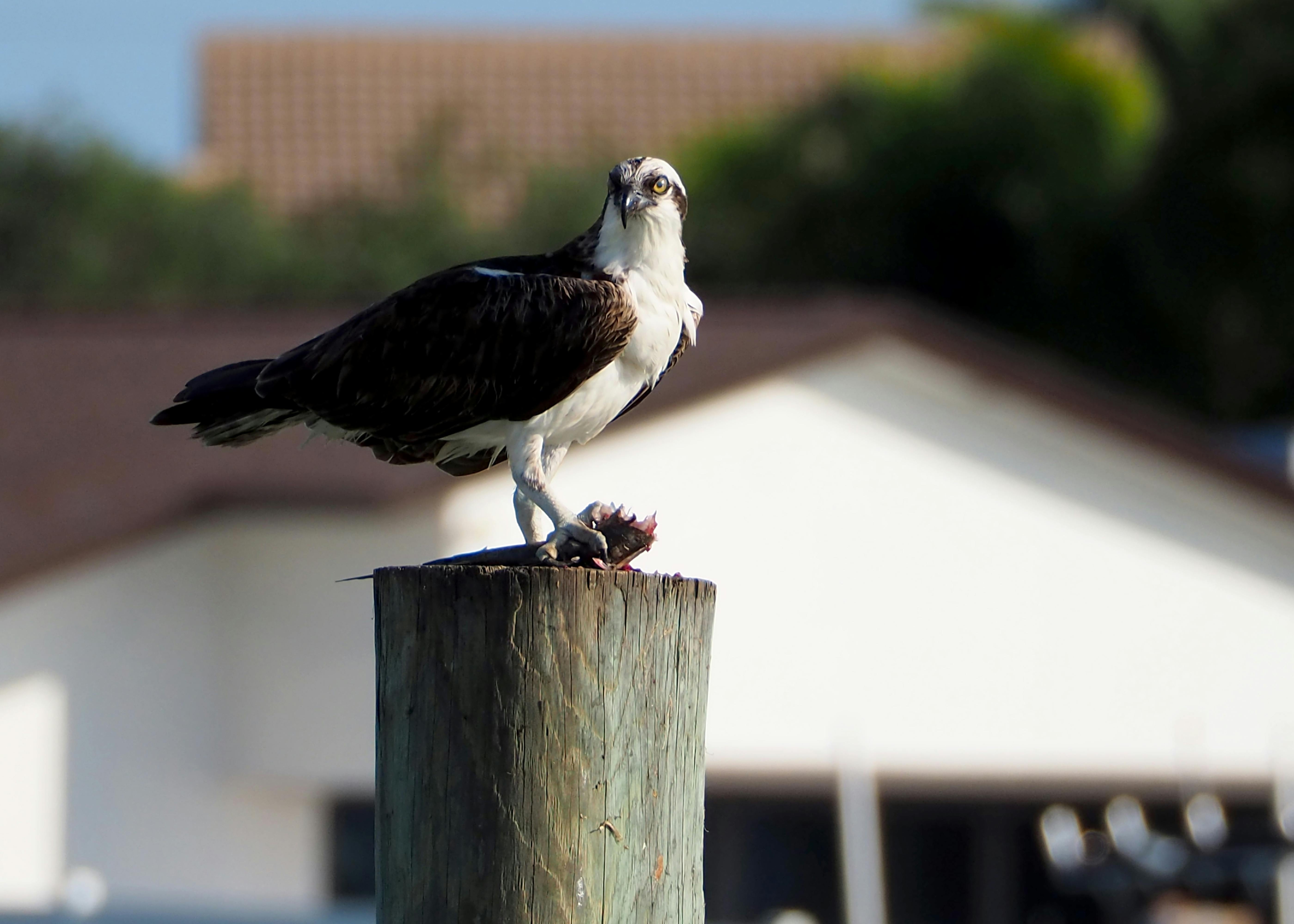 Raptors 62 Photos & Videos Collected by Alexa Heinrich