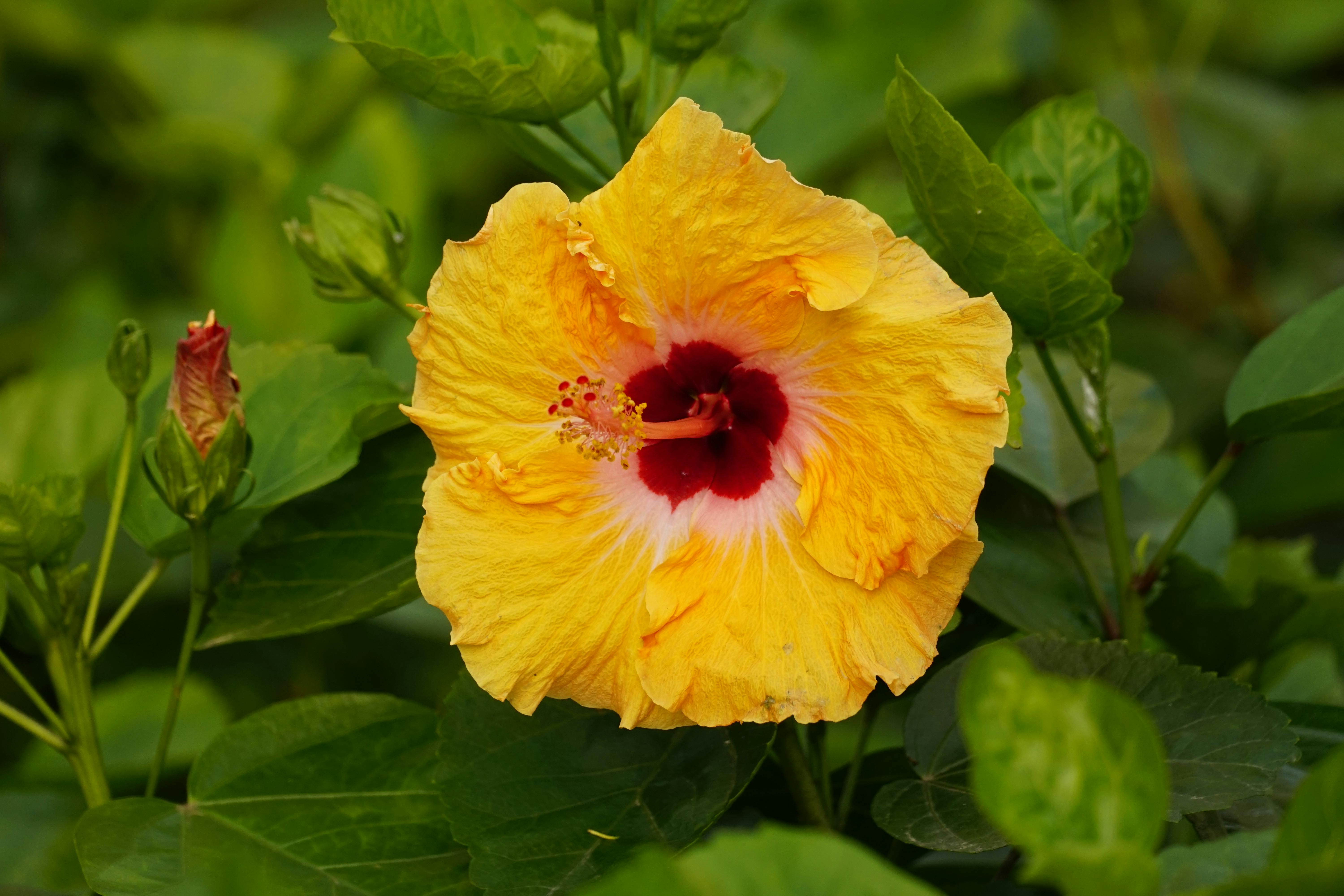 Yellow Delicate China Hibiscus Flower Growing · Free Stock Photo