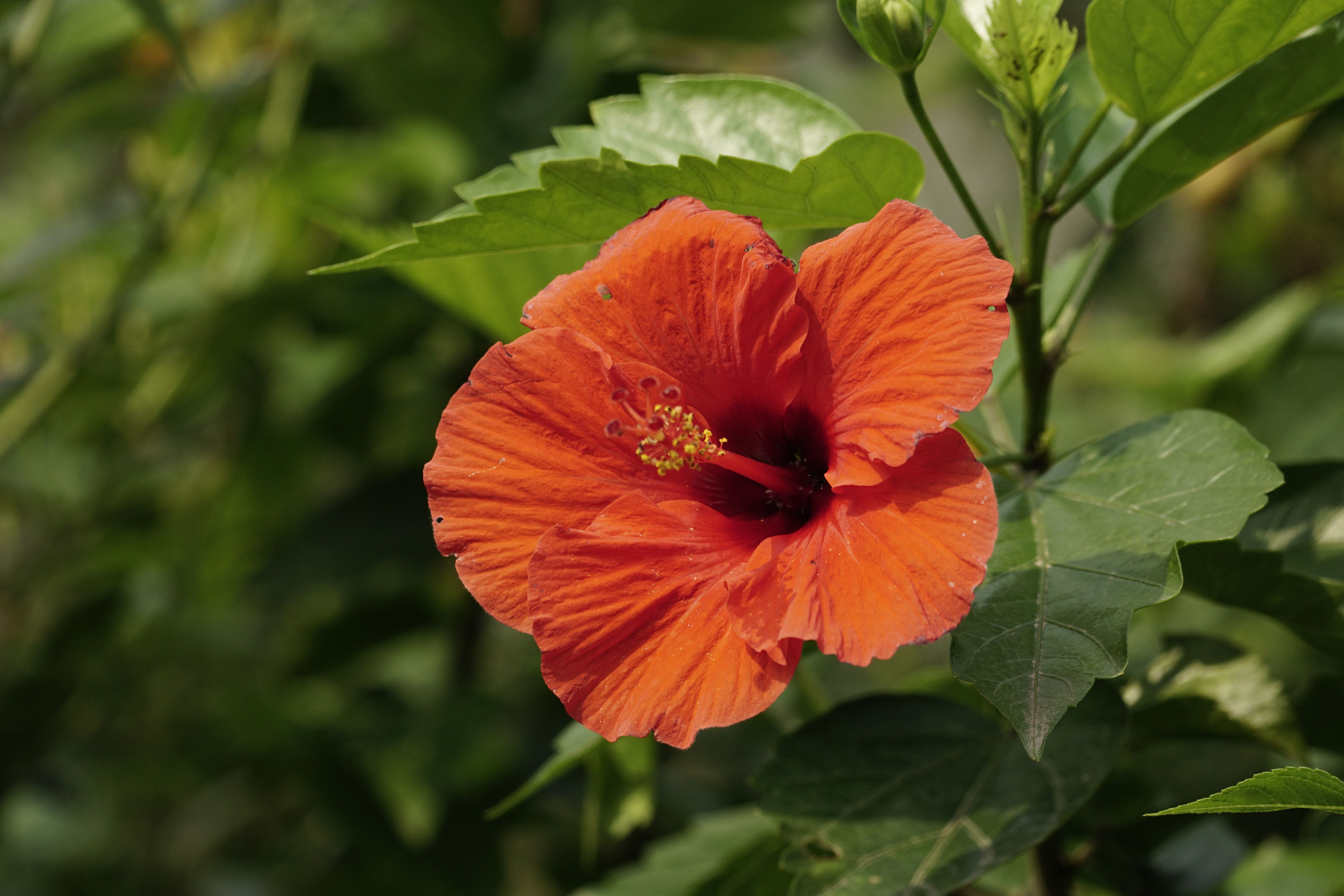Althaea Plant Photos, Download The BEST Free Althaea Plant Stock Photos ...