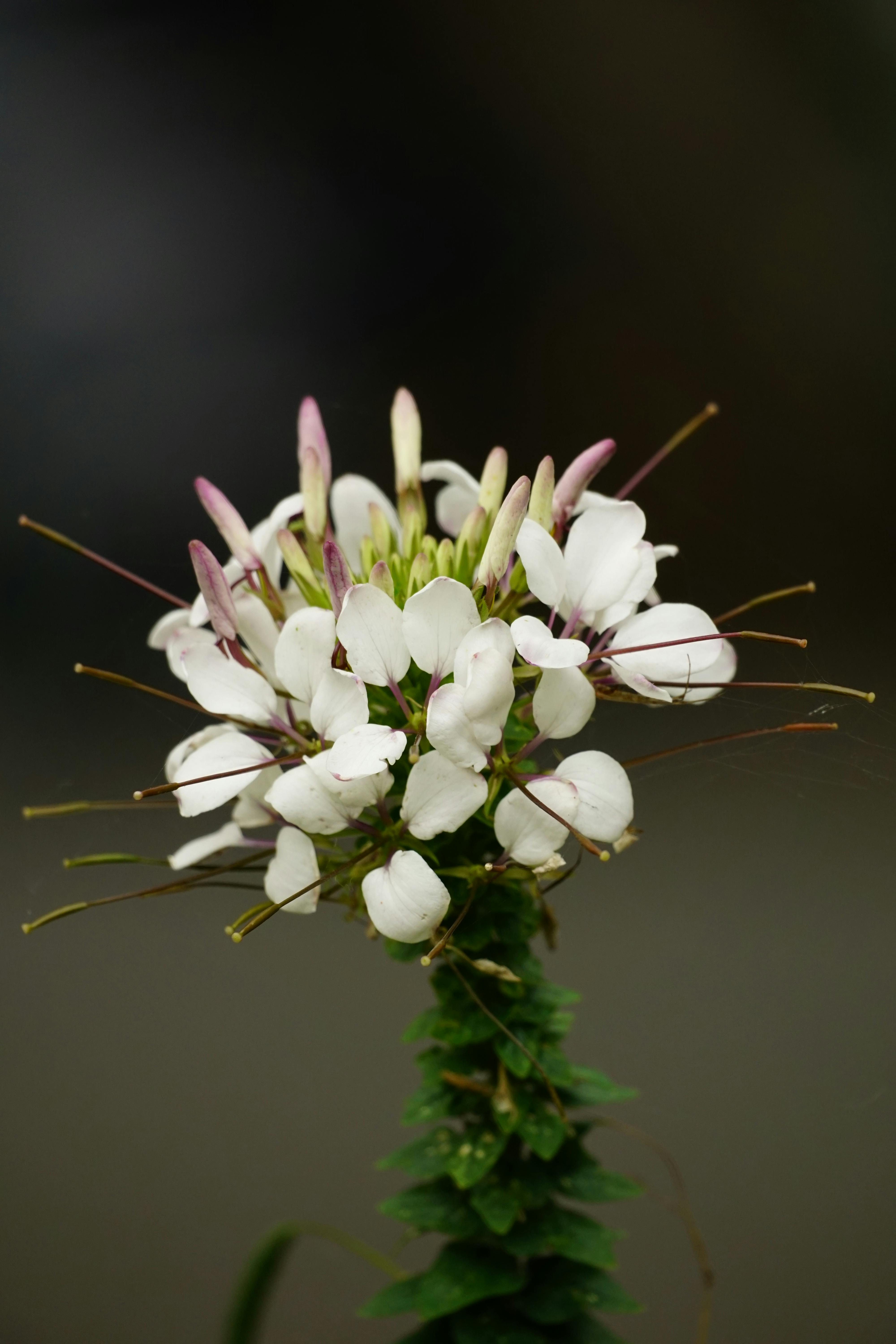 Closeup of White Blooming Spider Flower · Free Stock Photo