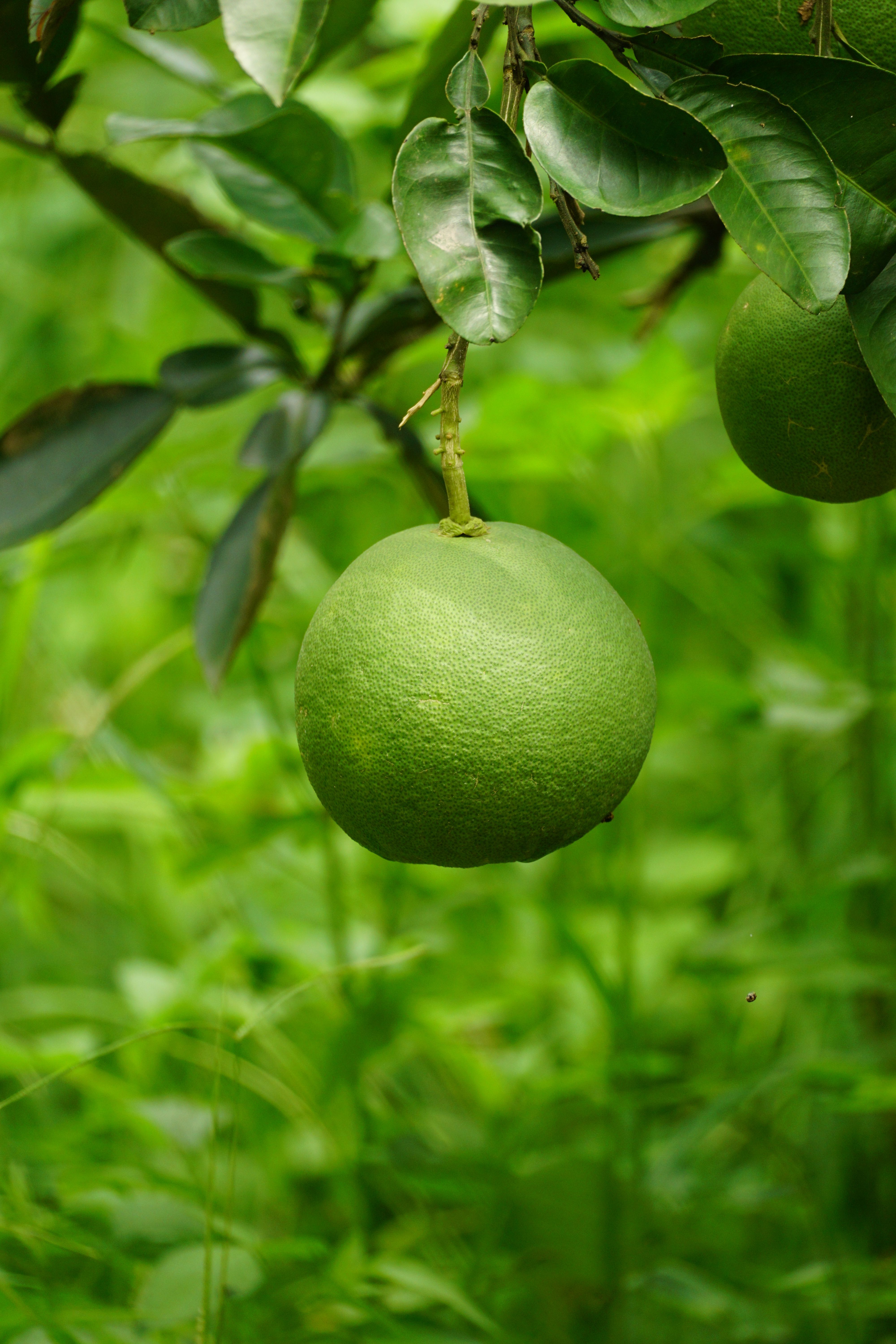 Close up of a Pomelo · Free Stock Photo