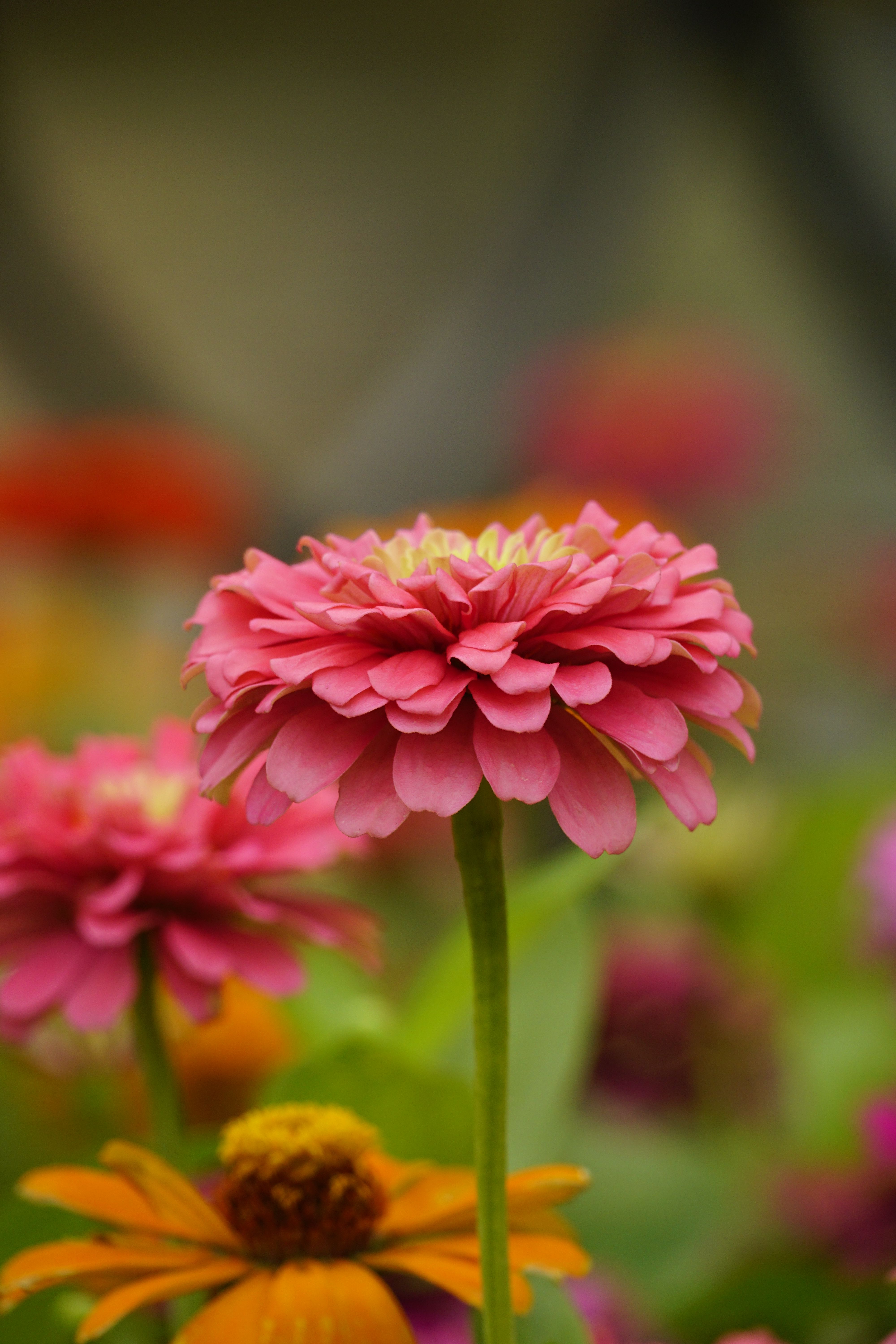 Close up of a Common Zinnia · Free Stock Photo