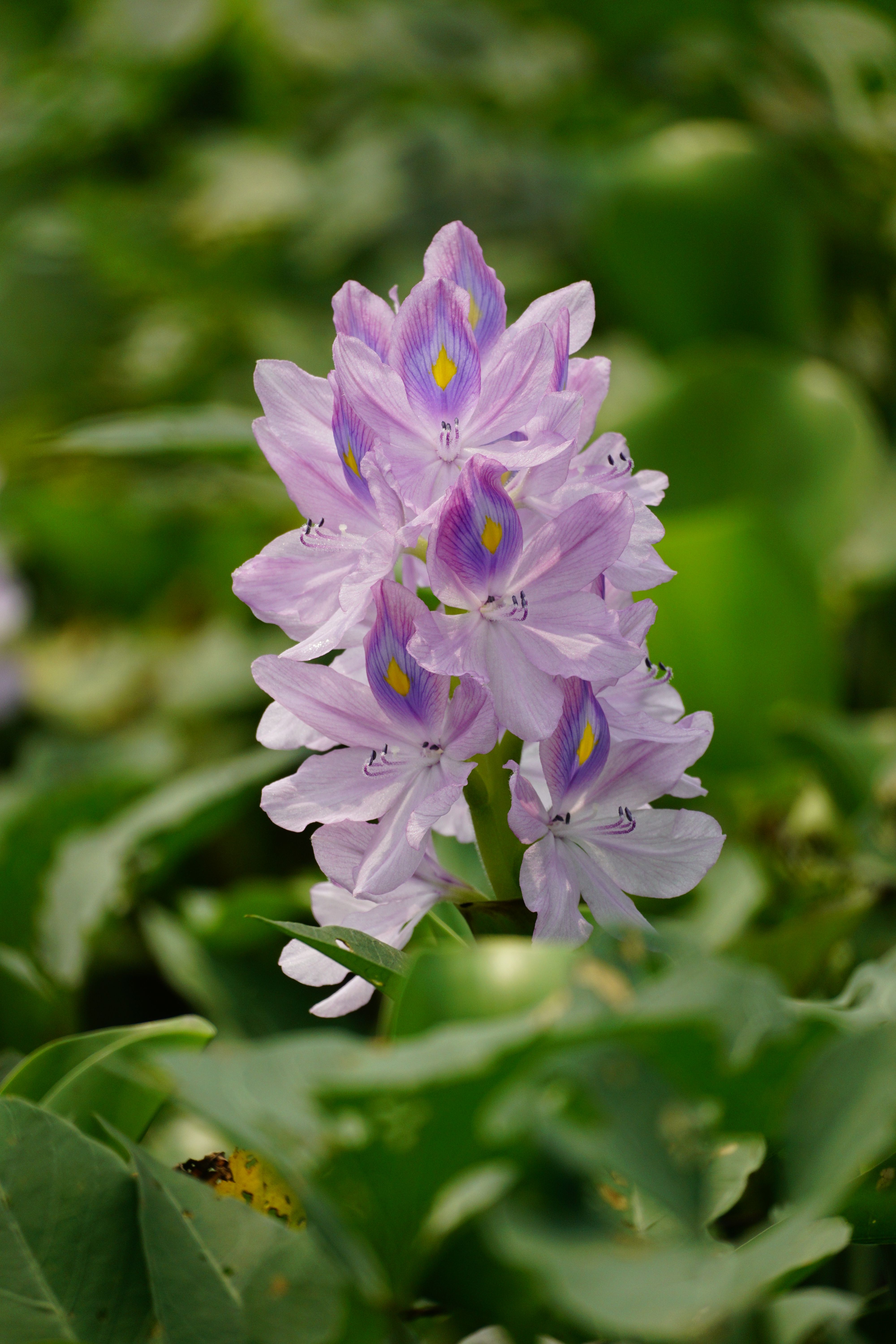 A Common Water Hyacinth · Free Stock Photo