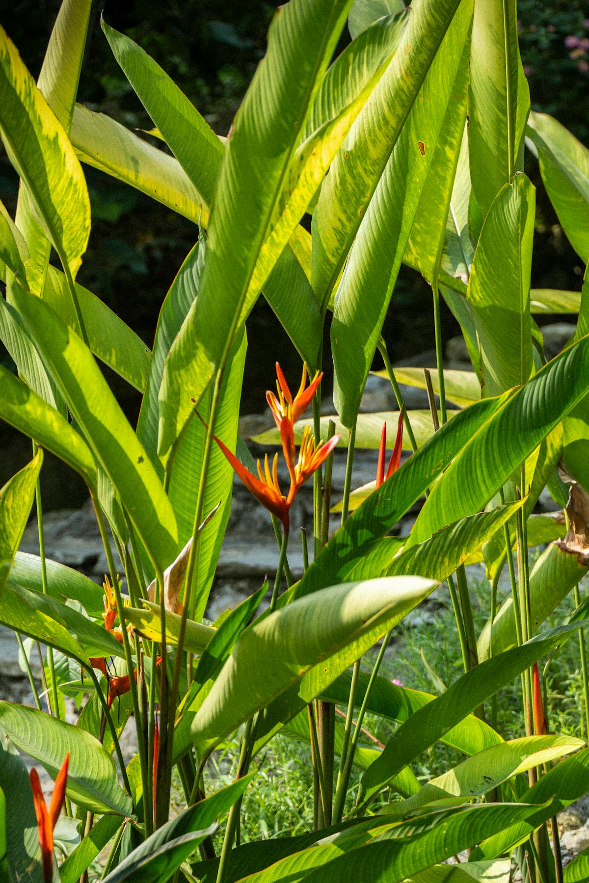 Tropical Flowers Photos, Download The BEST Free Tropical Flowers Stock ...