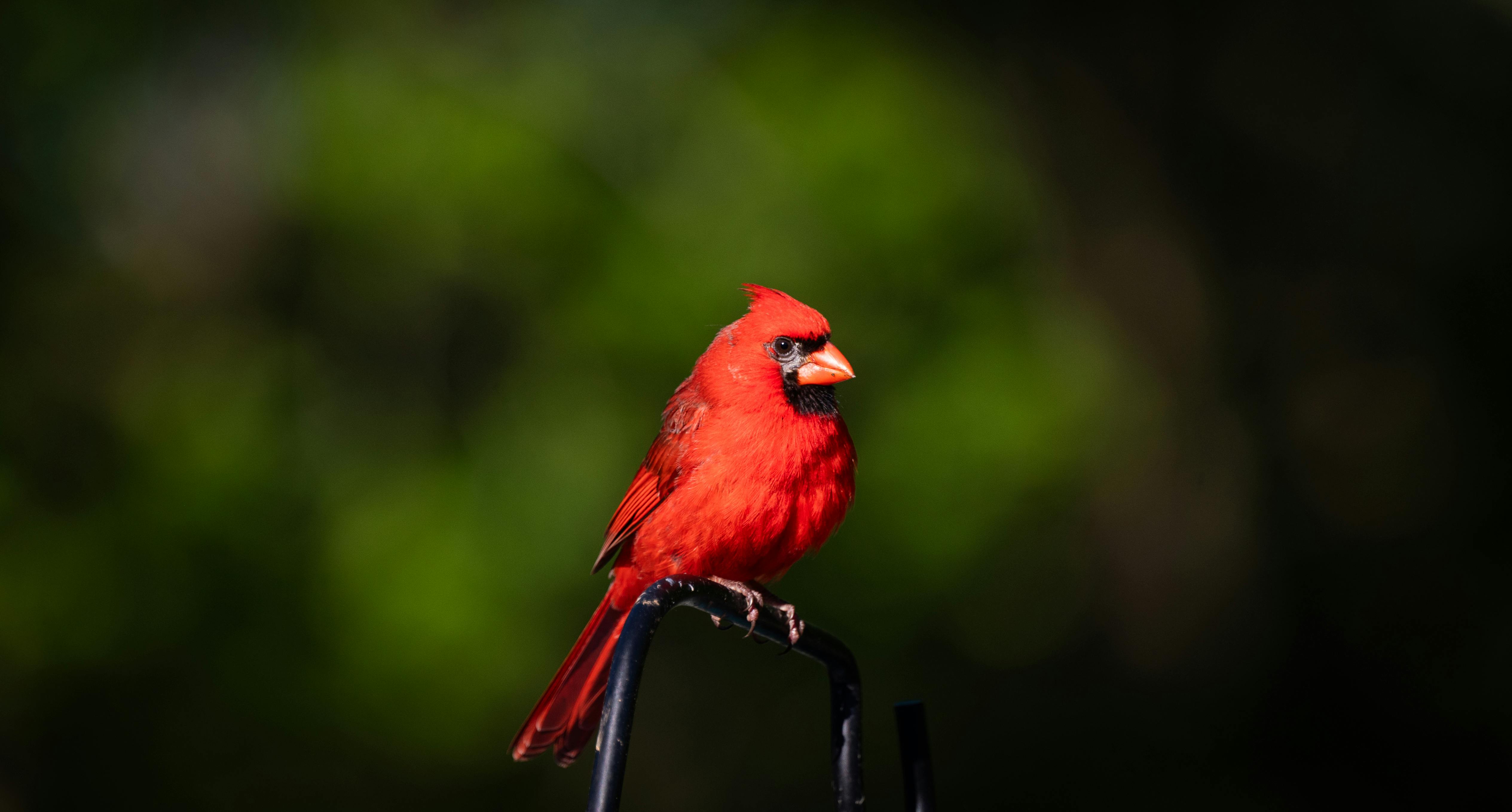 Close up of a Northern Cardinal · Free Stock Photo
