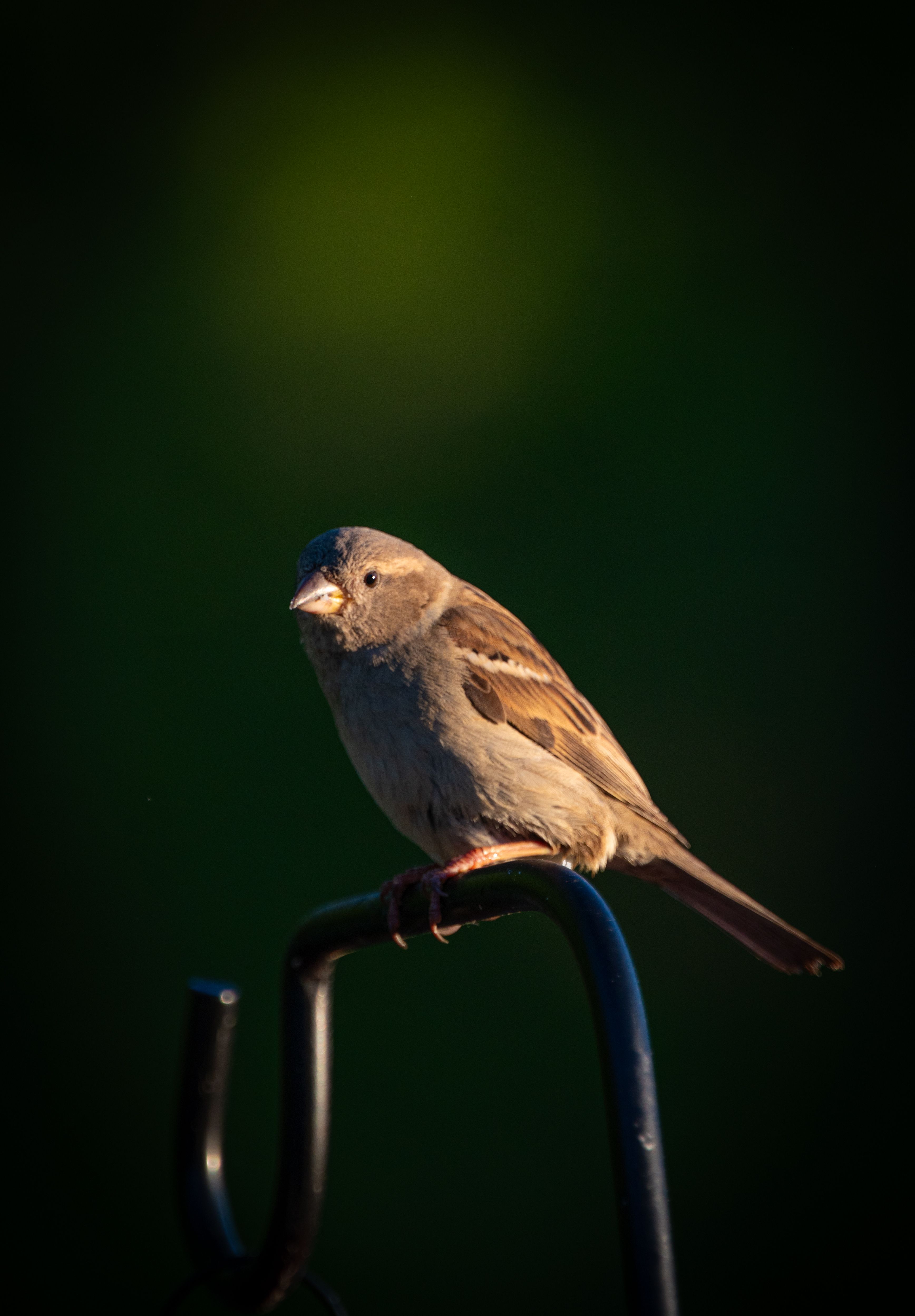 Close up of a Sparrow · Free Stock Photo