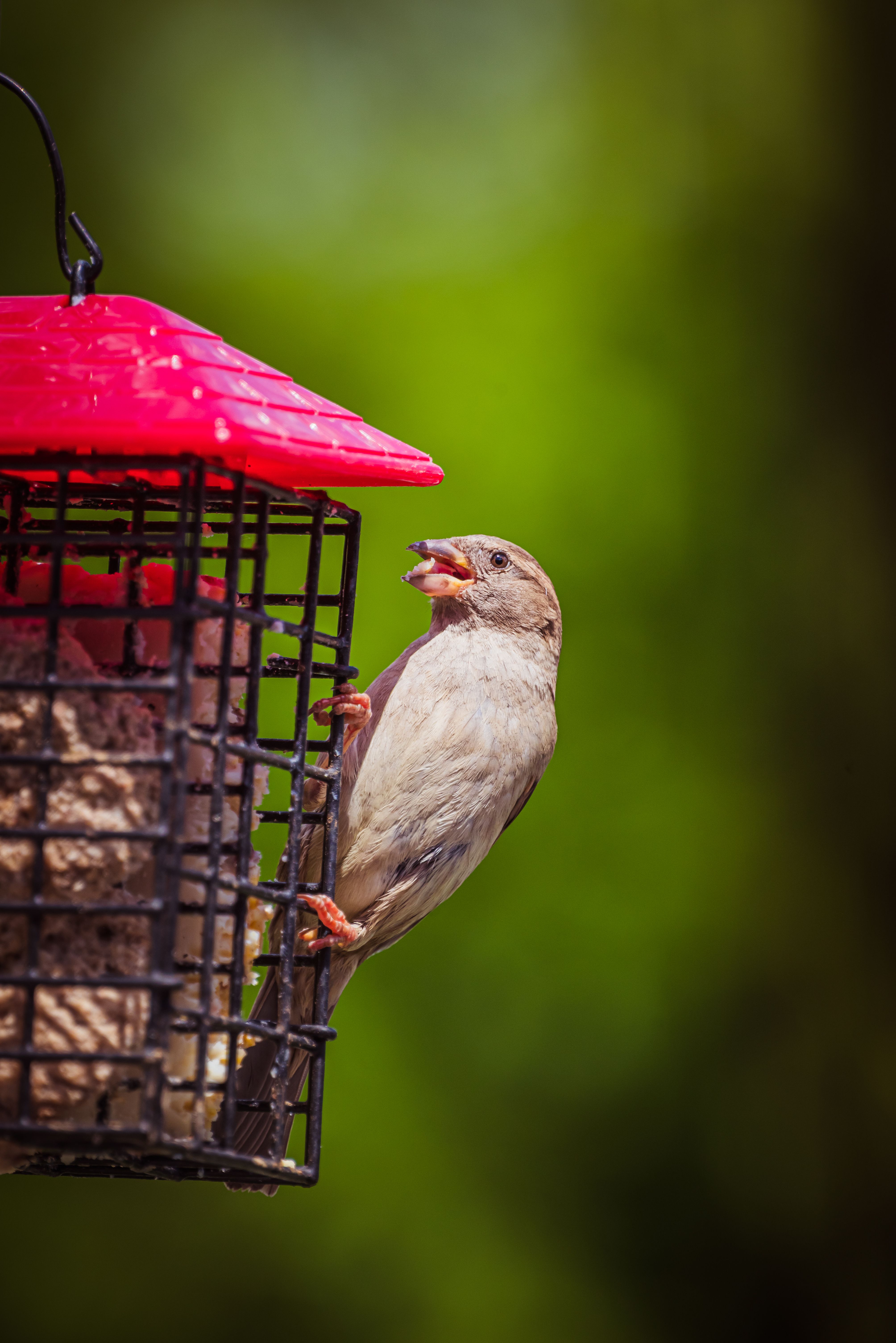 A bird is eating from a bird feeder · Free Stock Photo