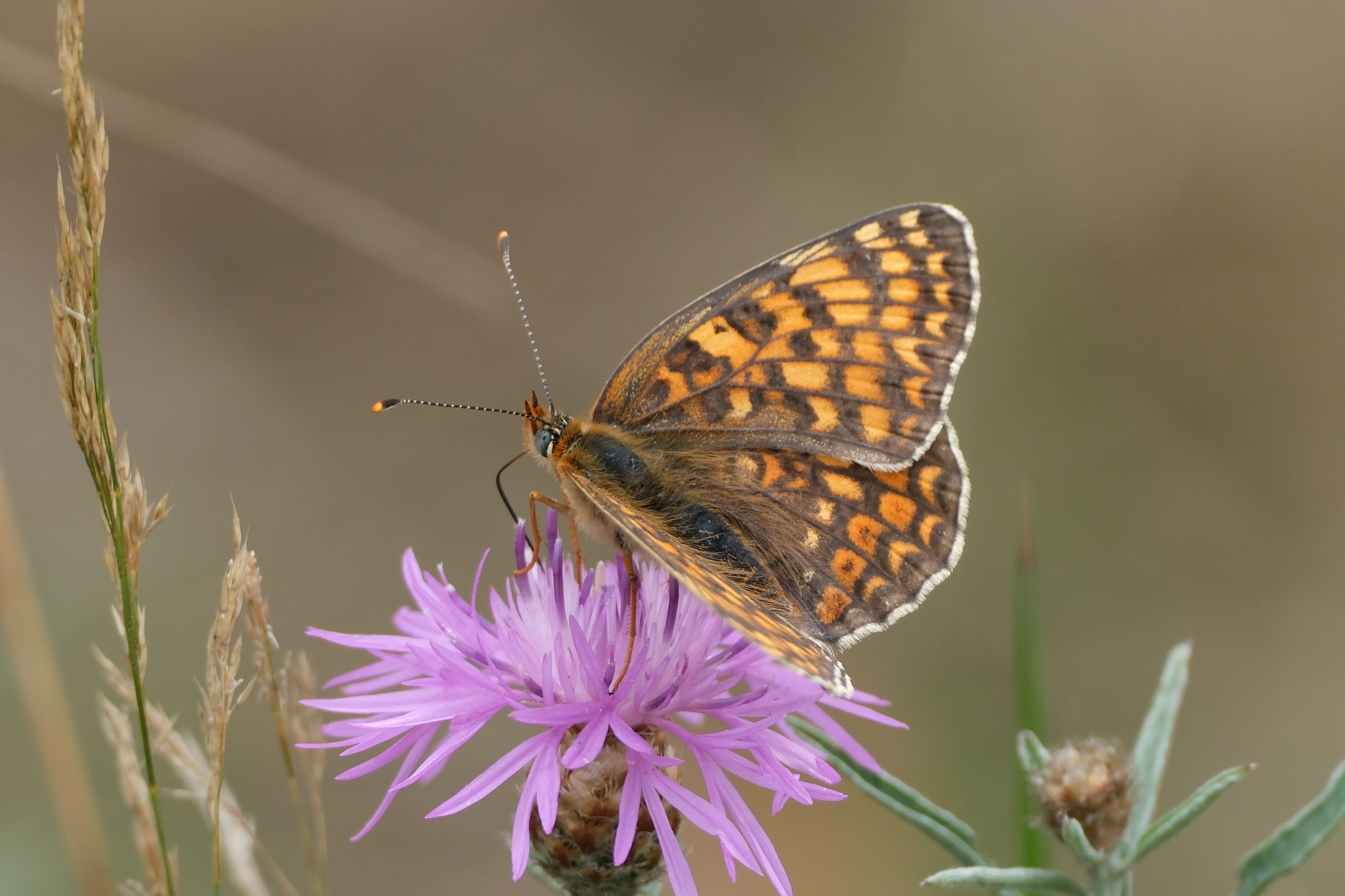 Close up of a Butterfly · Free Stock Photo