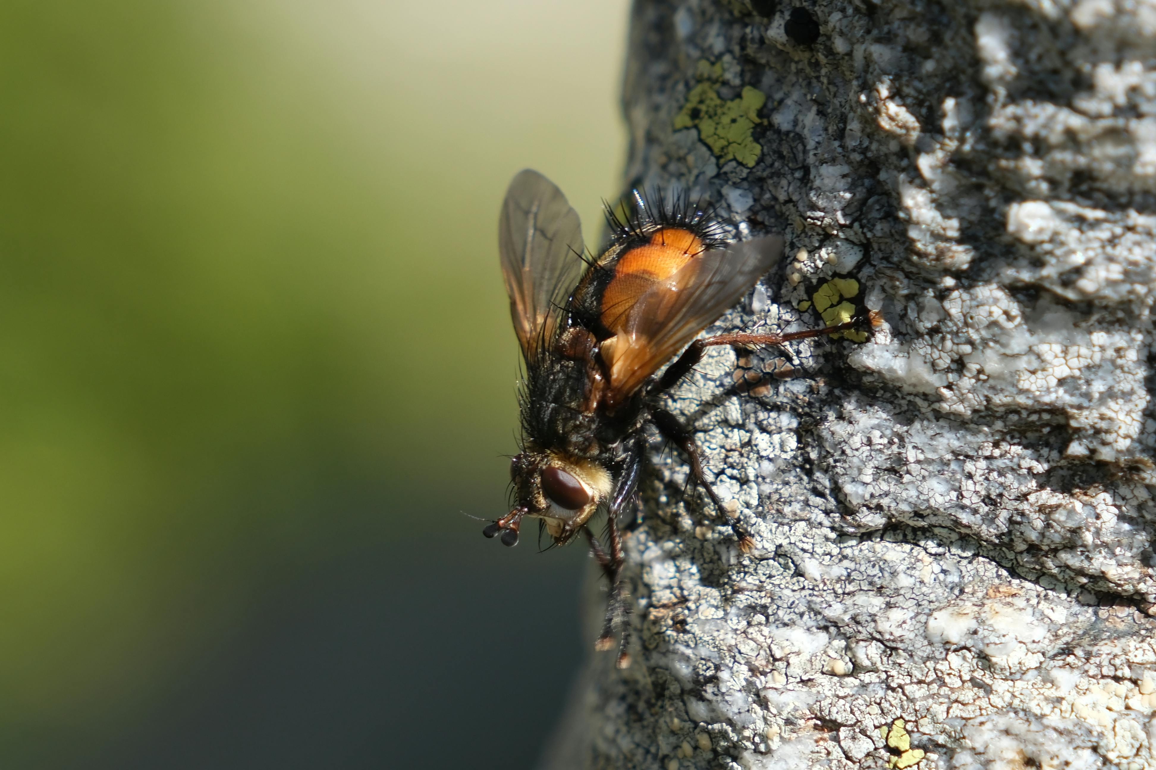 Novickia Fly on Tree · Free Stock Photo