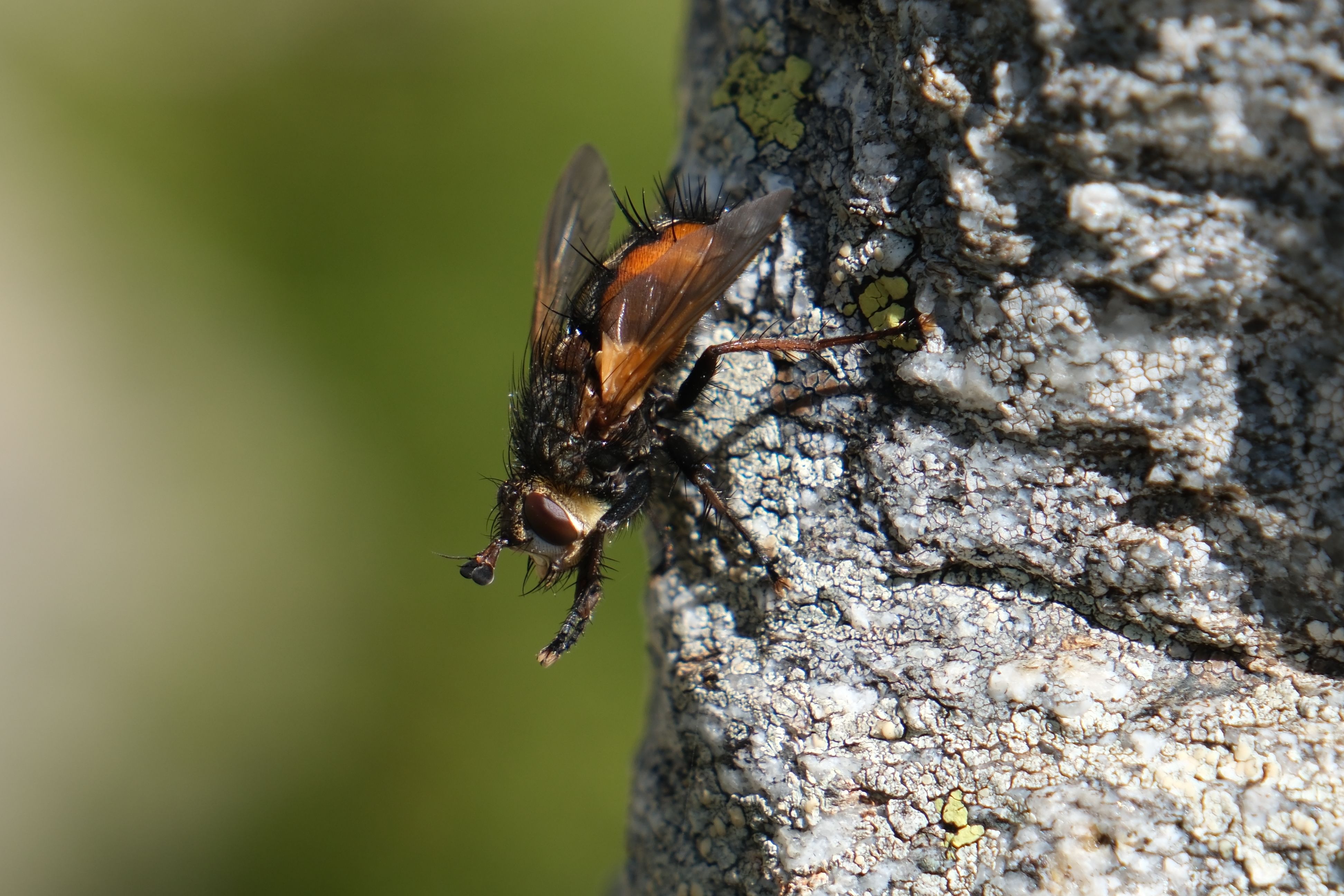 A fly is sitting on a tree branch · Free Stock Photo