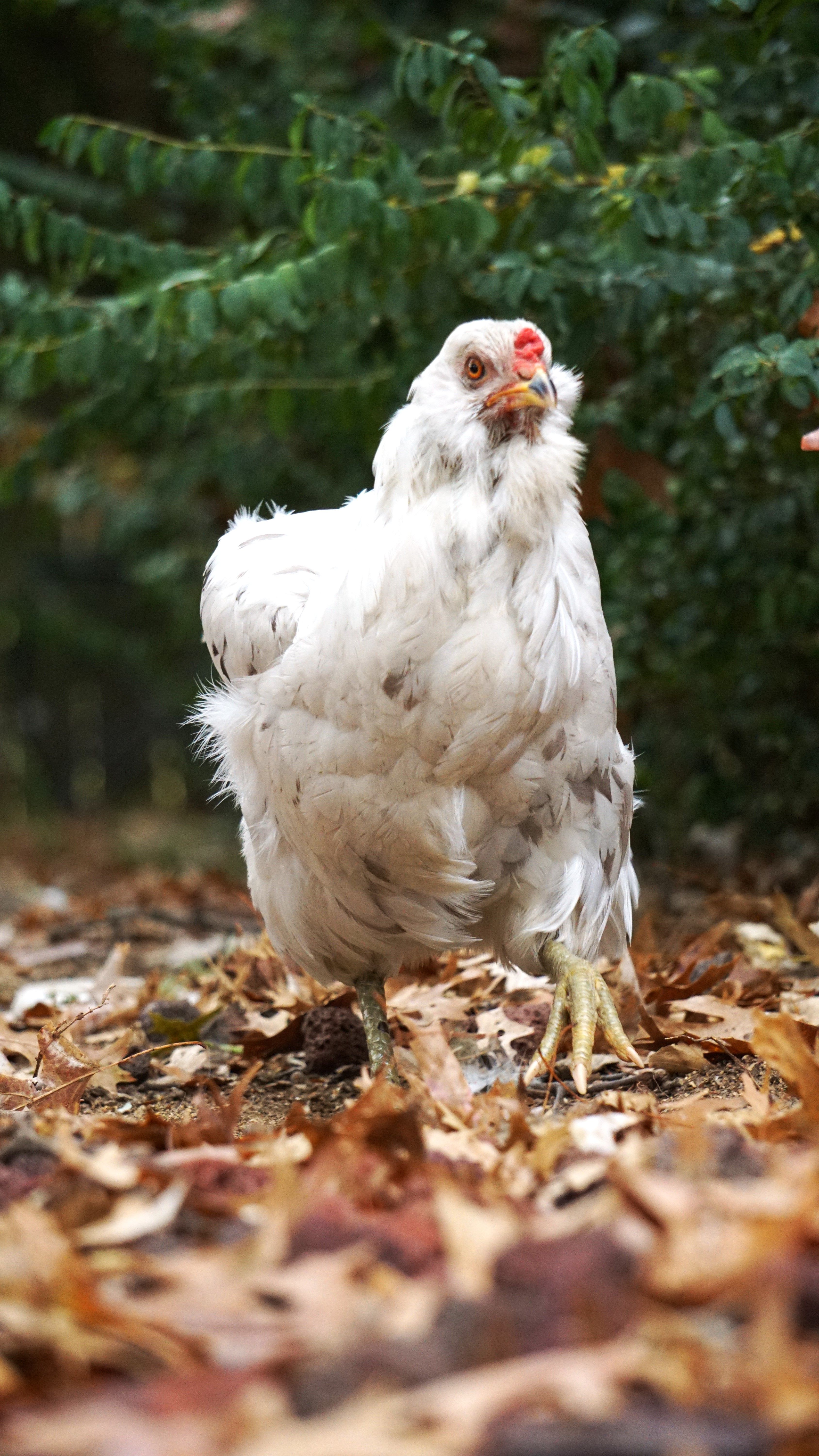 White Hen on Farm · Free Stock Photo