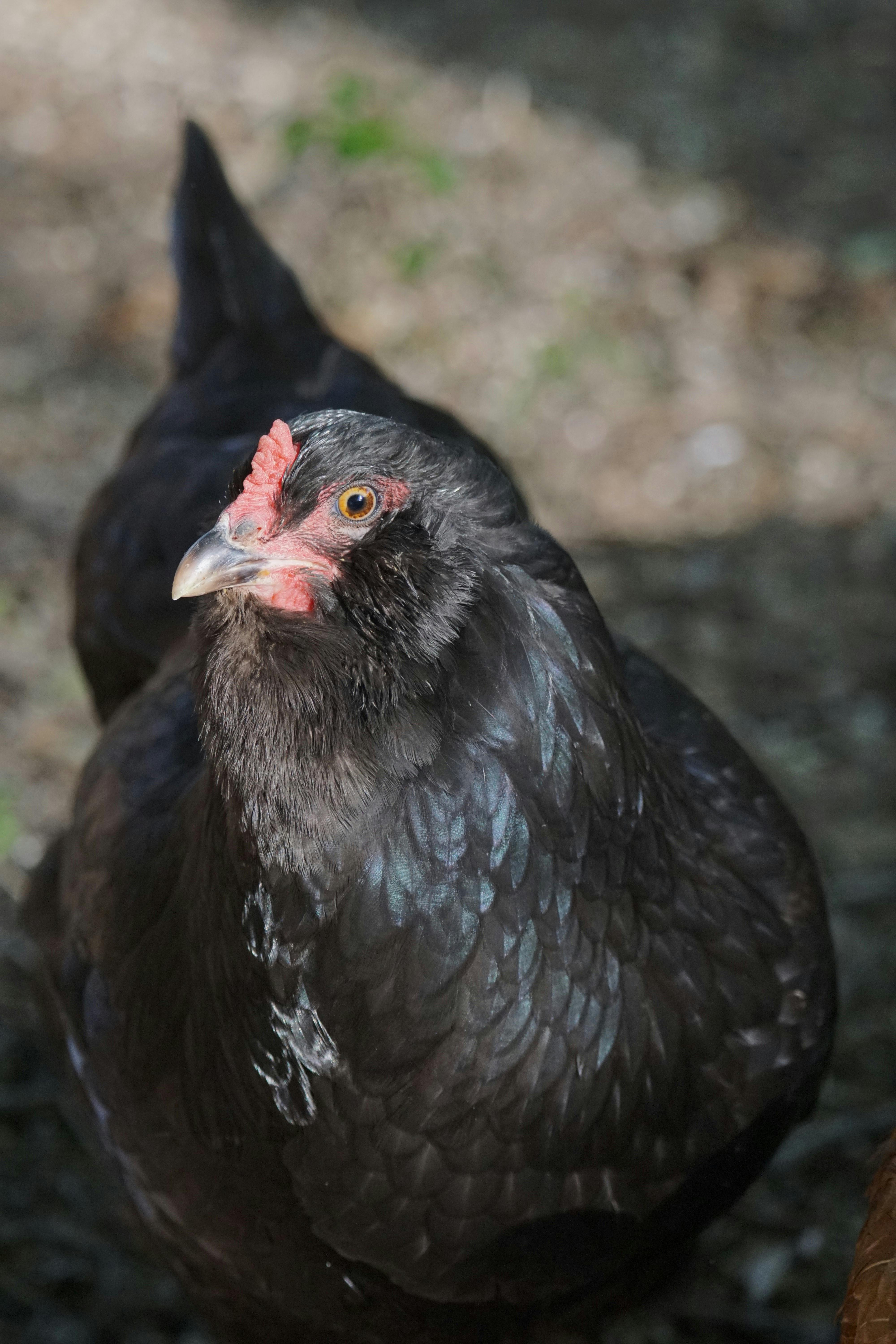 Brown and Black Hen With Peep of Chick Outdoor · Free Stock Photo