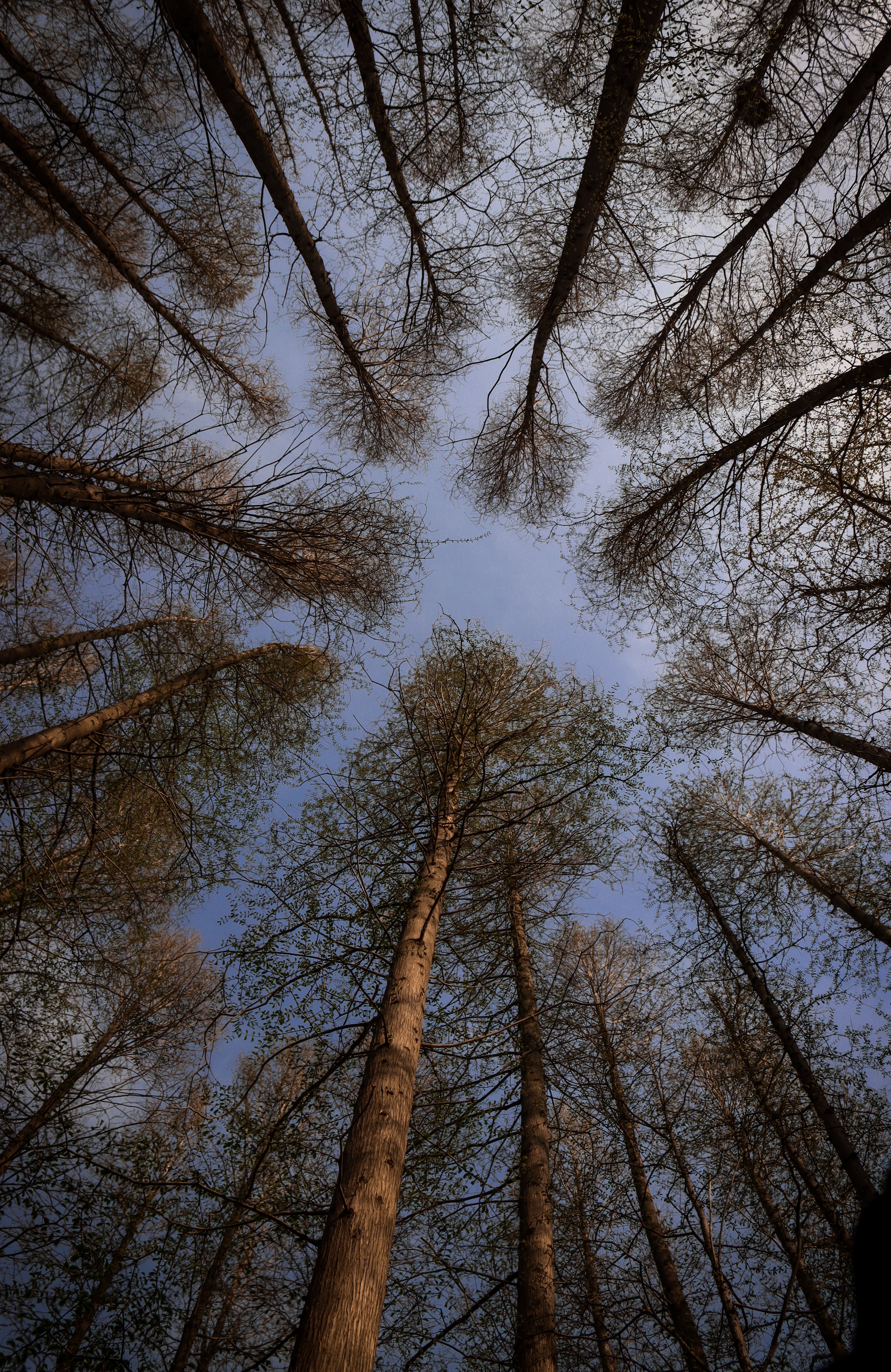 trees view · Free Stock Photo