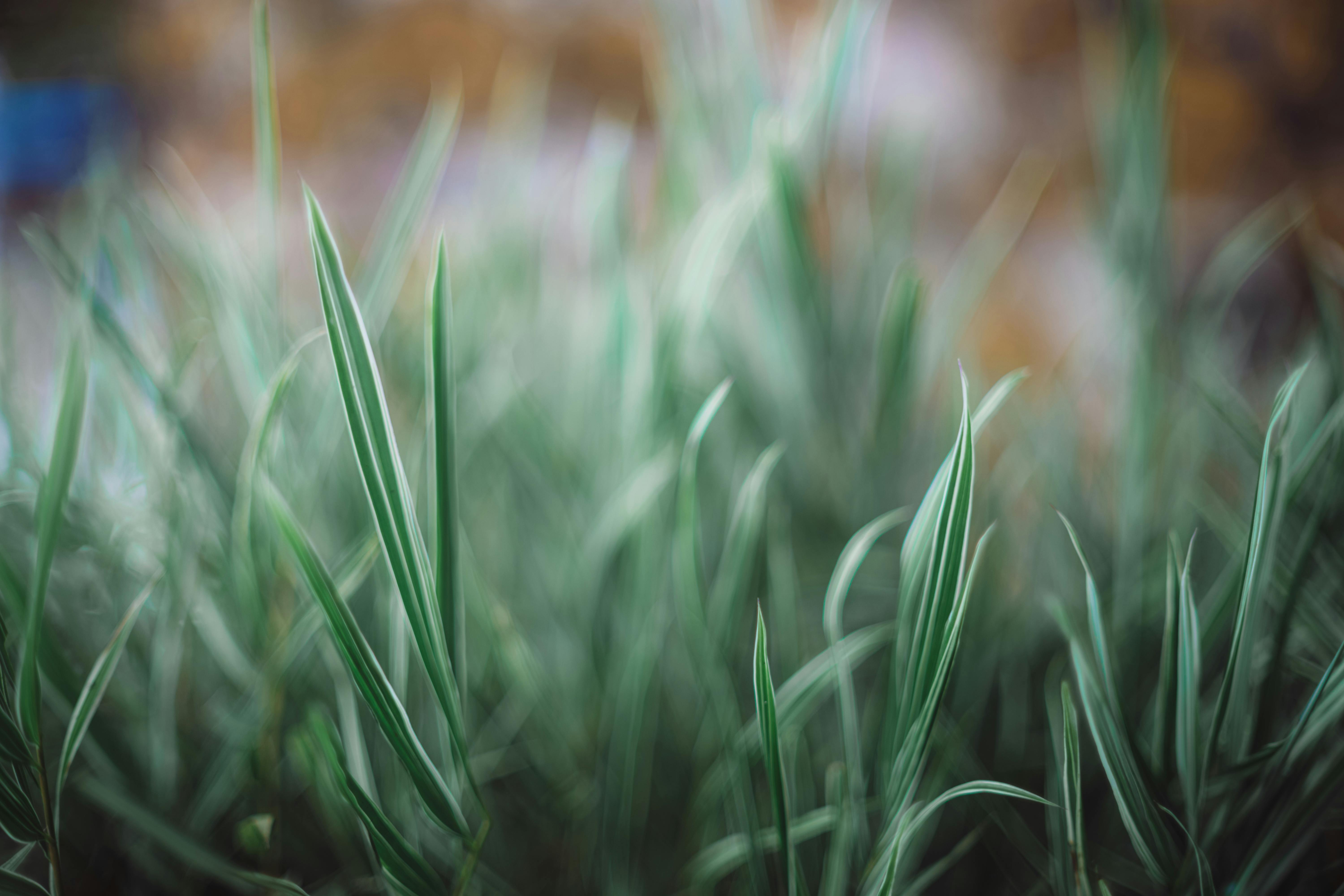 Sreenadh TC - Photography