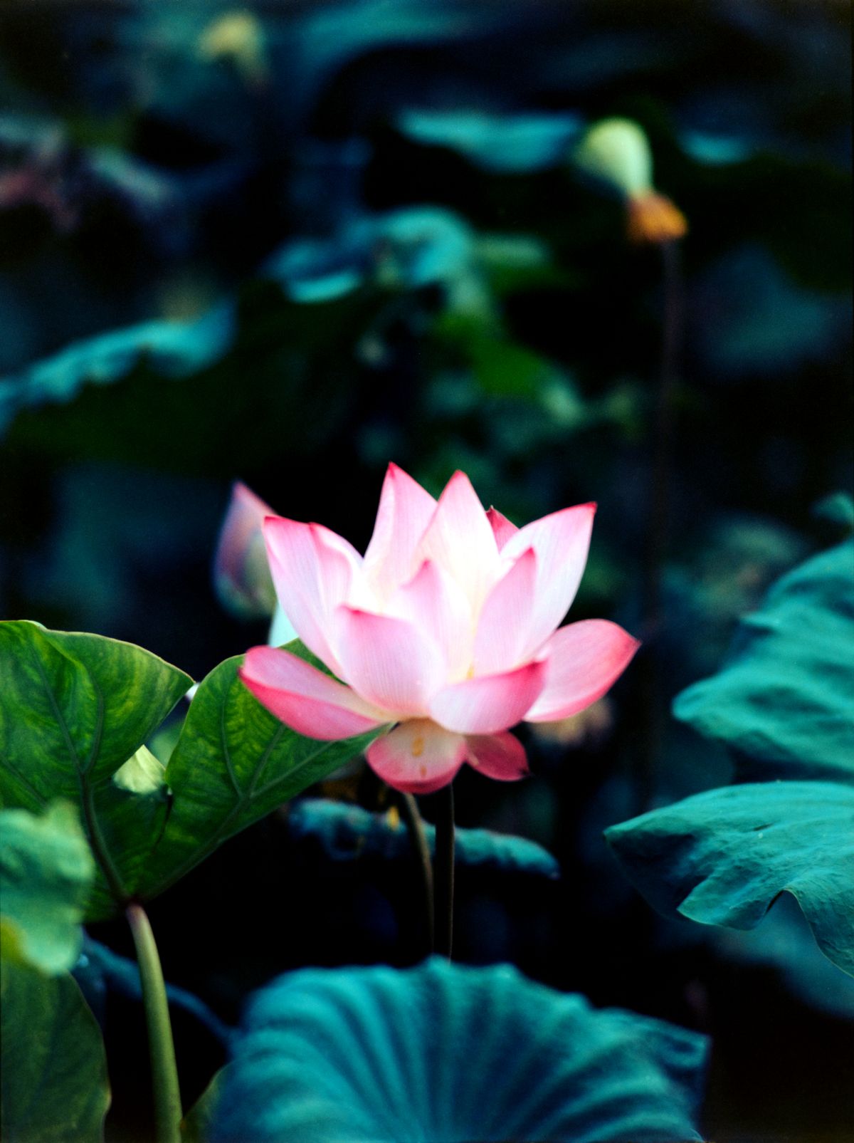 Lotus Animation Photos, Download The BEST Free Lotus Animation Stock ...