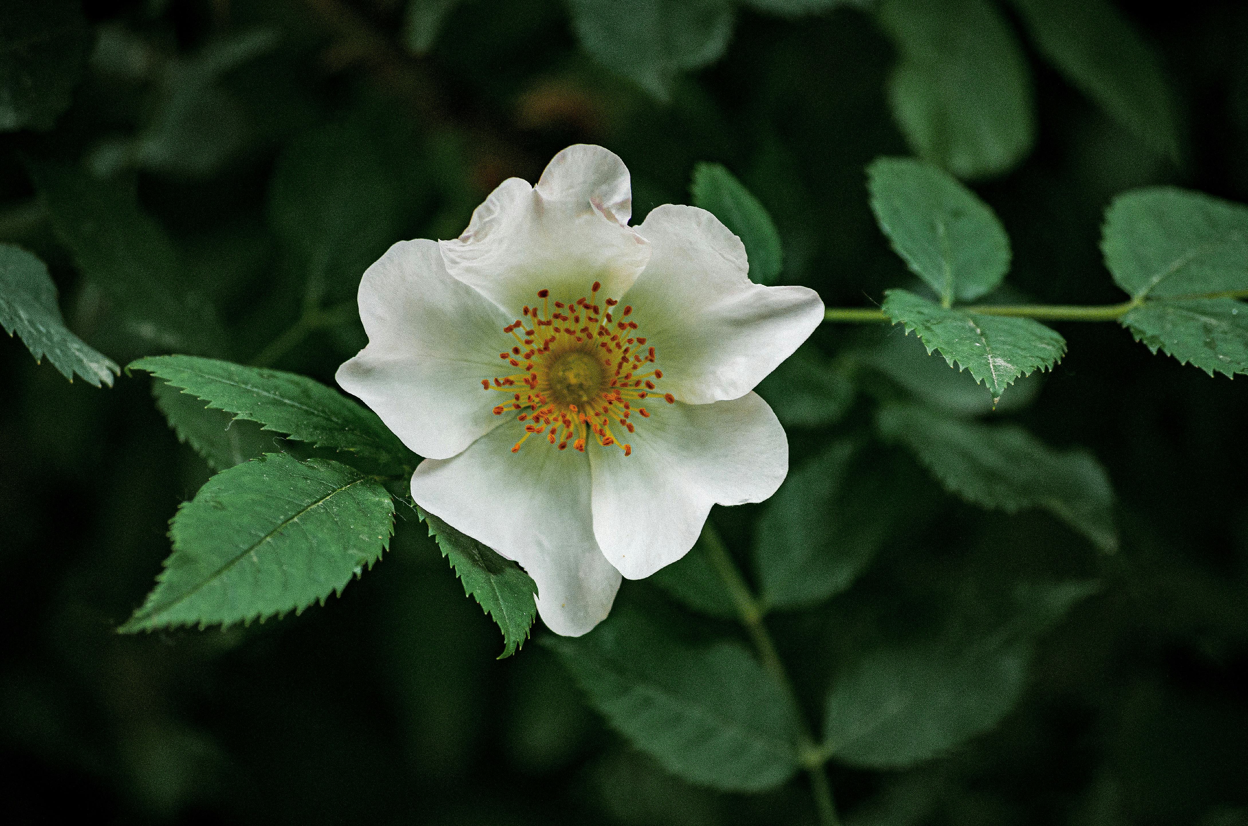 Wild Rose Photos, Download The BEST Free Wild Rose Stock Photos & HD Images
