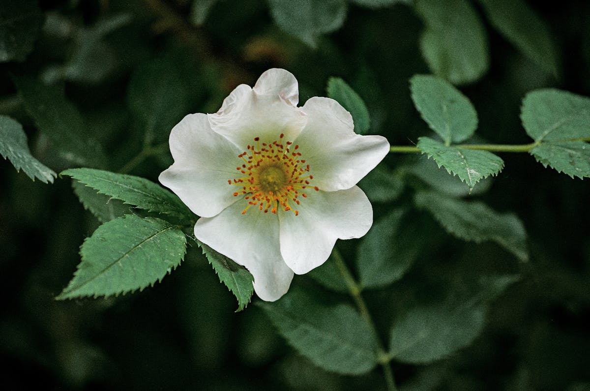 Wild Rose Photos, Download The BEST Free Wild Rose Stock Photos & HD Images