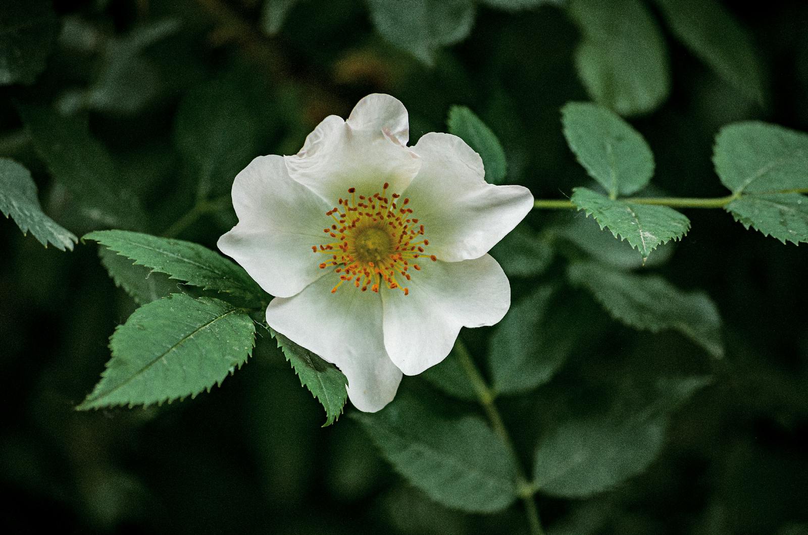 Wild Rose Photos, Download The BEST Free Wild Rose Stock Photos & HD Images