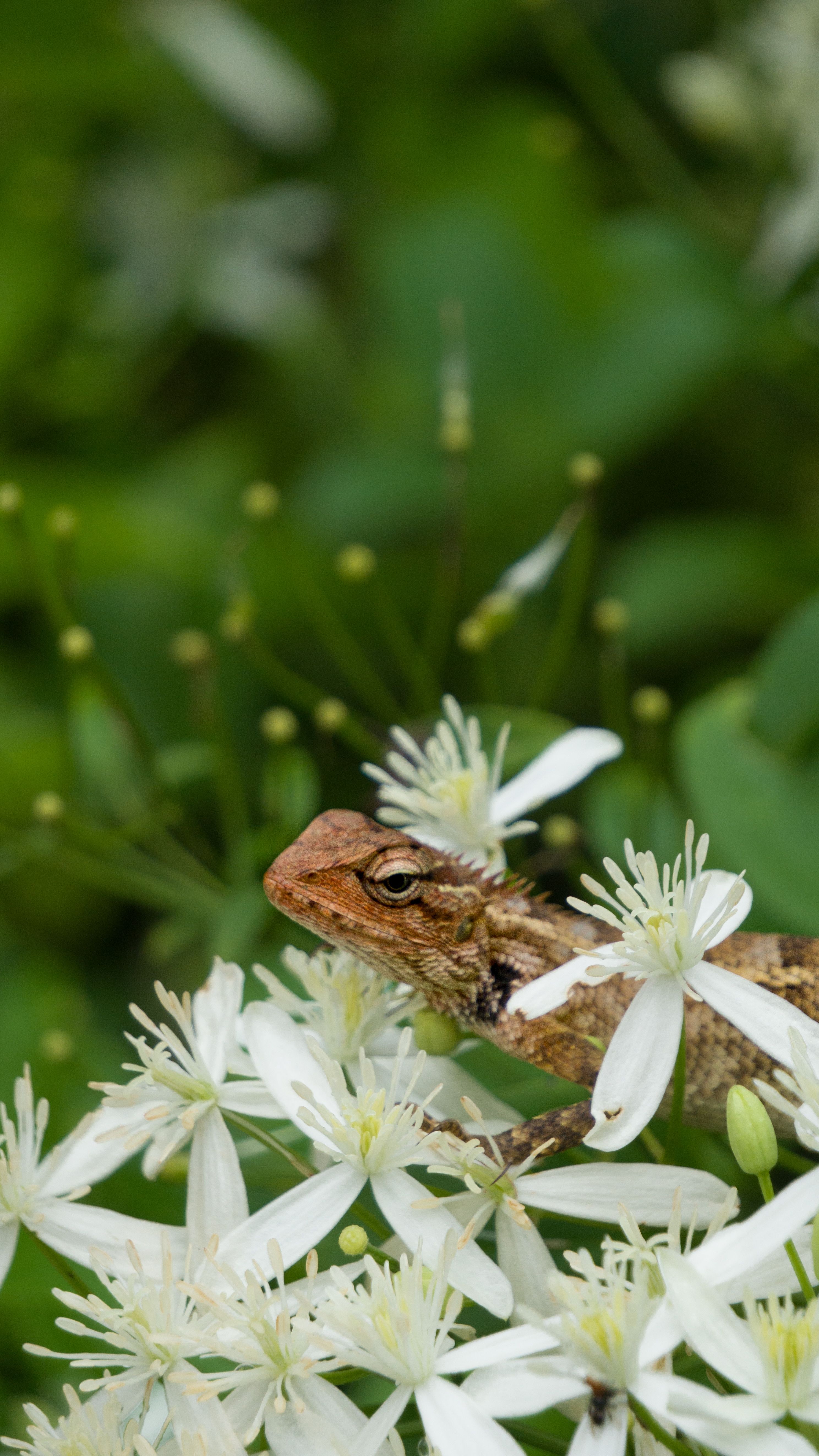 Lizard among Flowers · Free Stock Photo