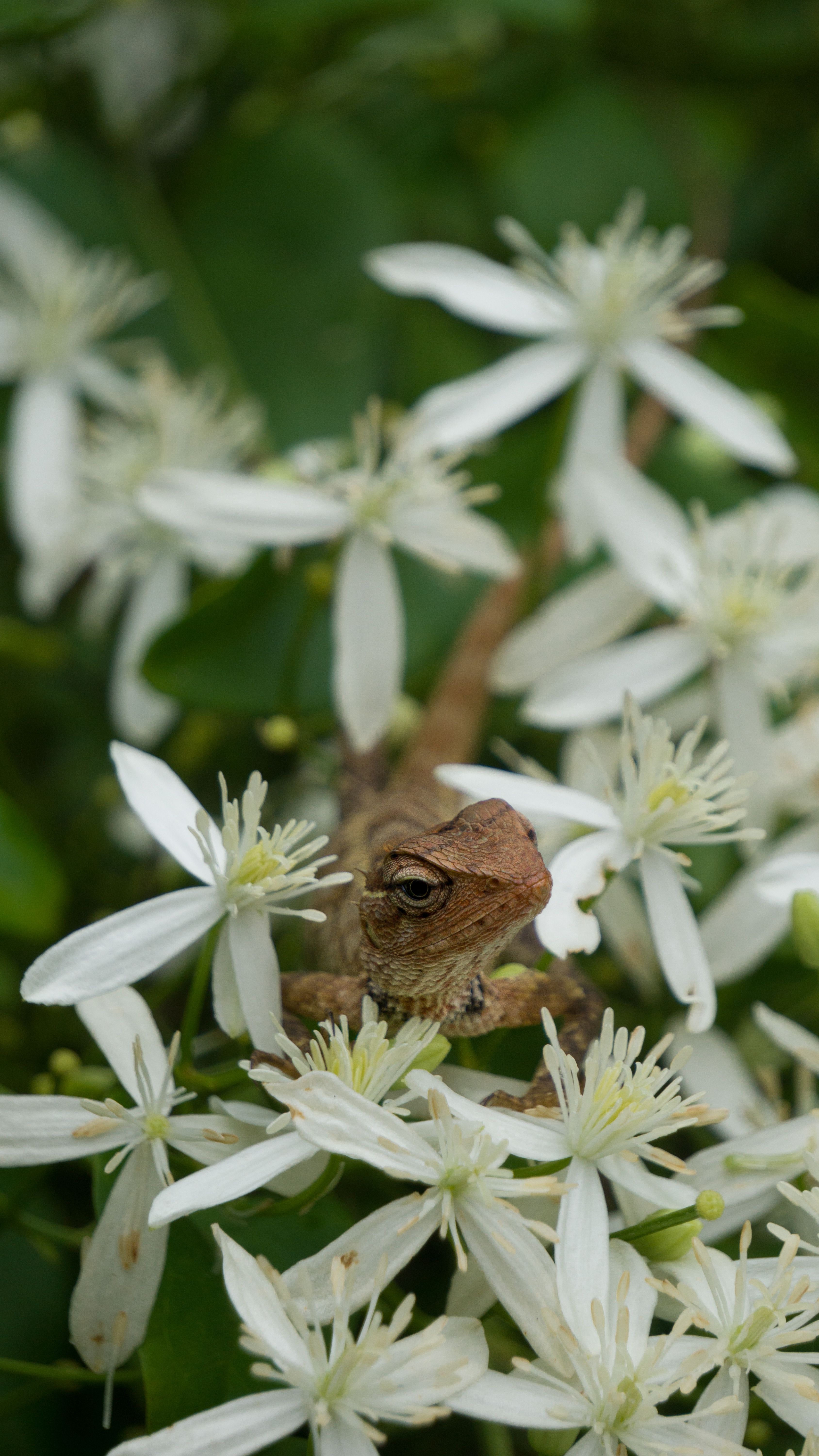 Garden Lizard among Flowers · Free Stock Photo