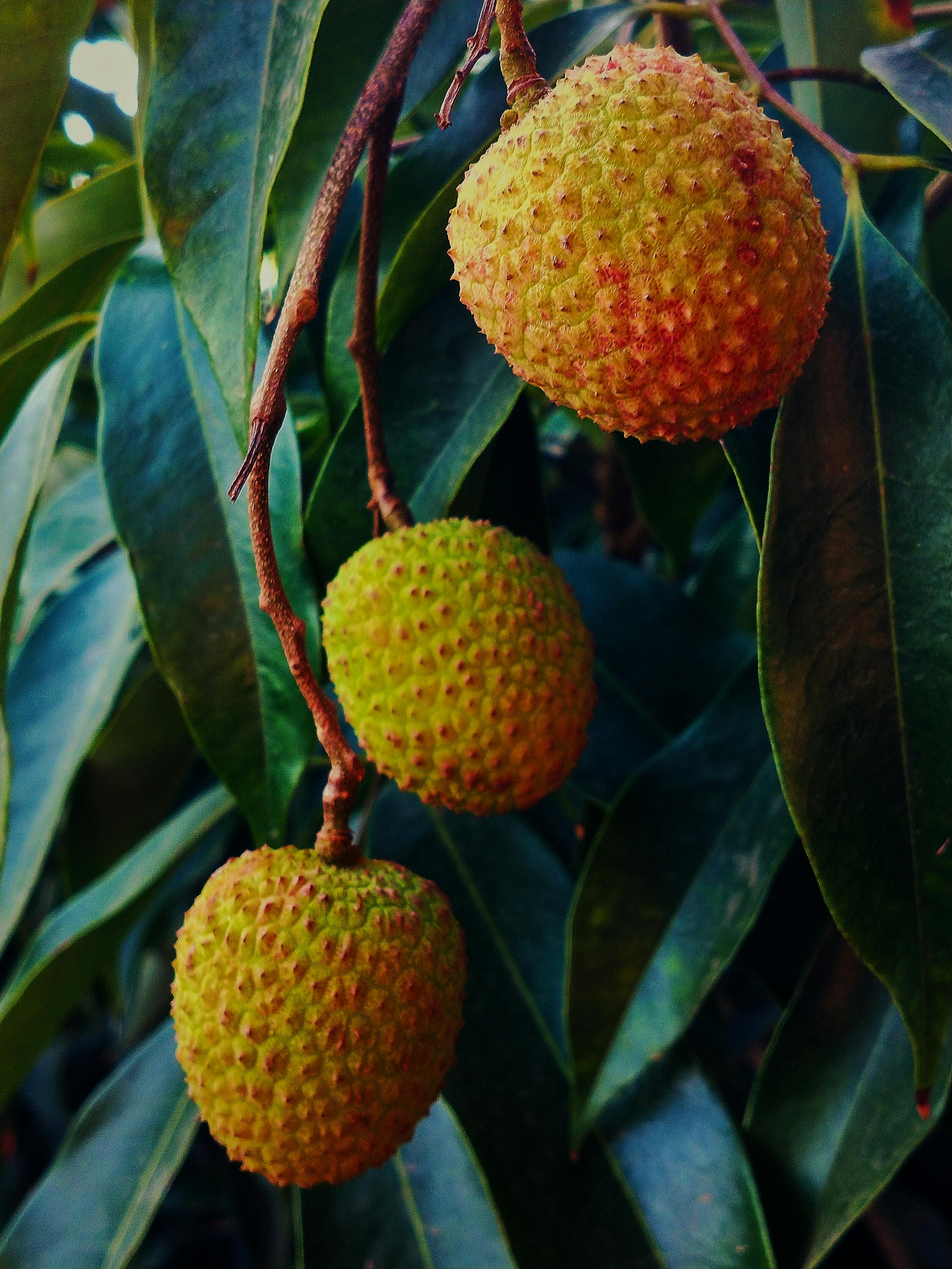 Red Round Fruit · Free Stock Photo
