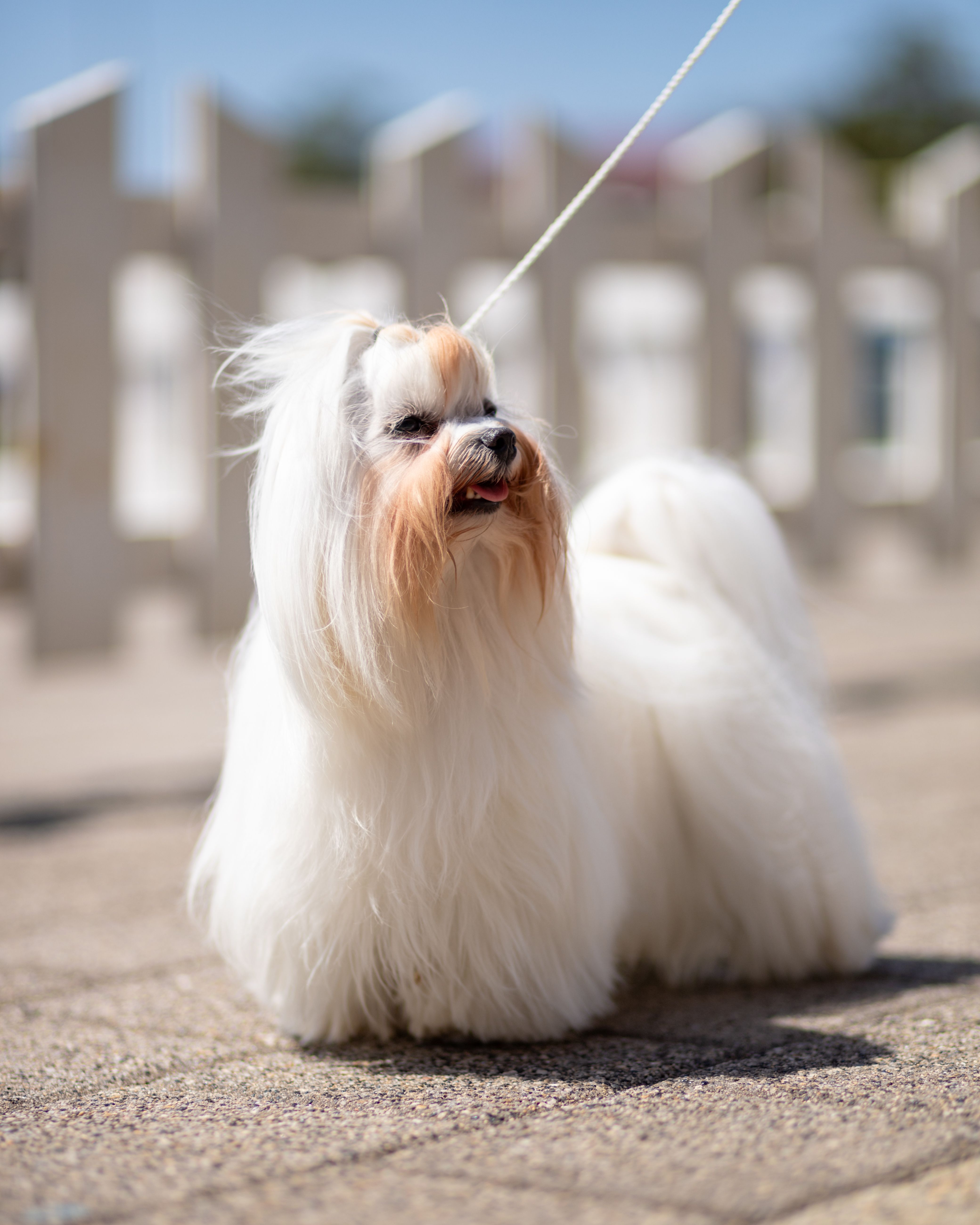 A small white dog with a long white tail · Free Stock Photo