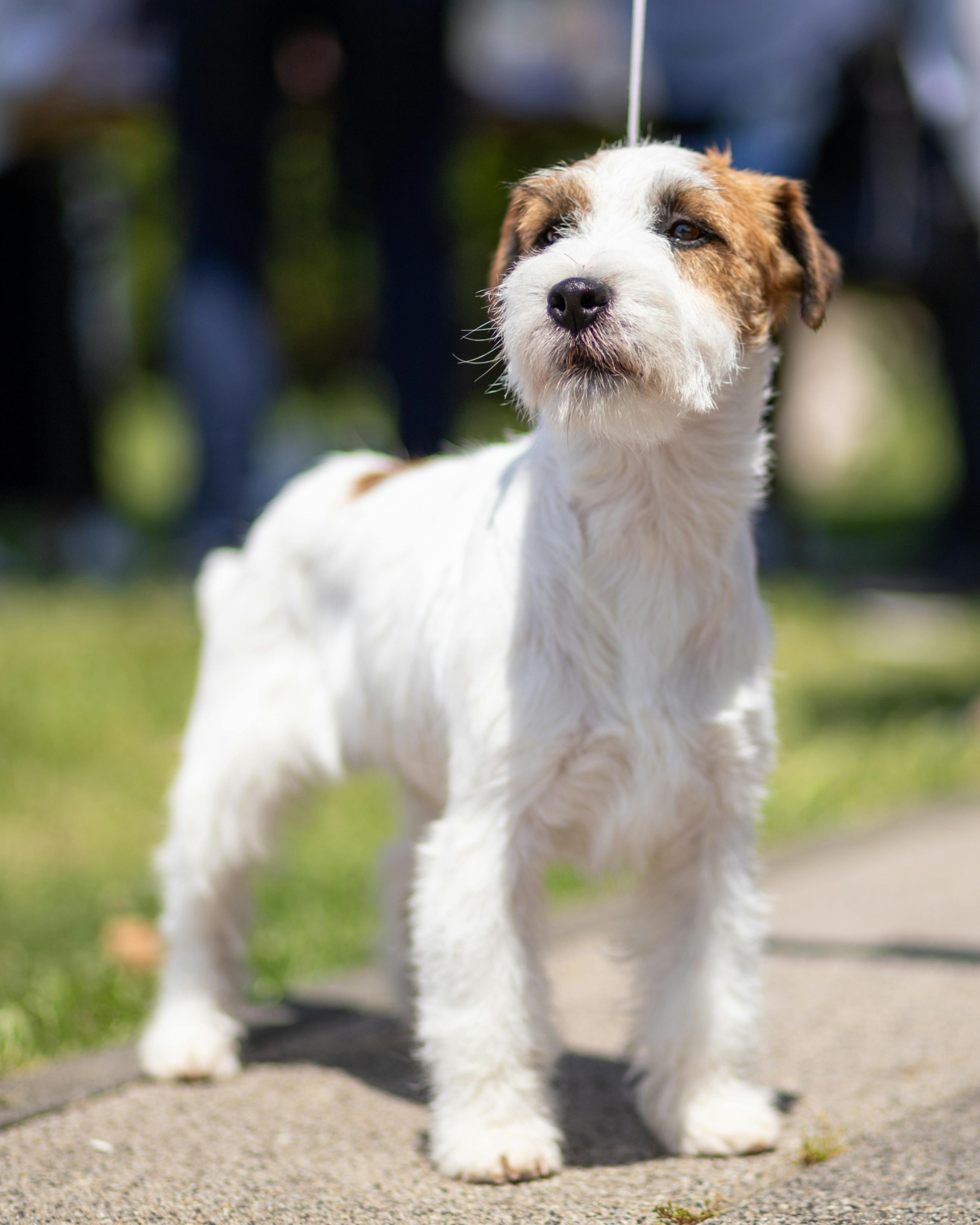 Photo of jack russell terrier, alex, in kent, uk · Free Stock Photo
