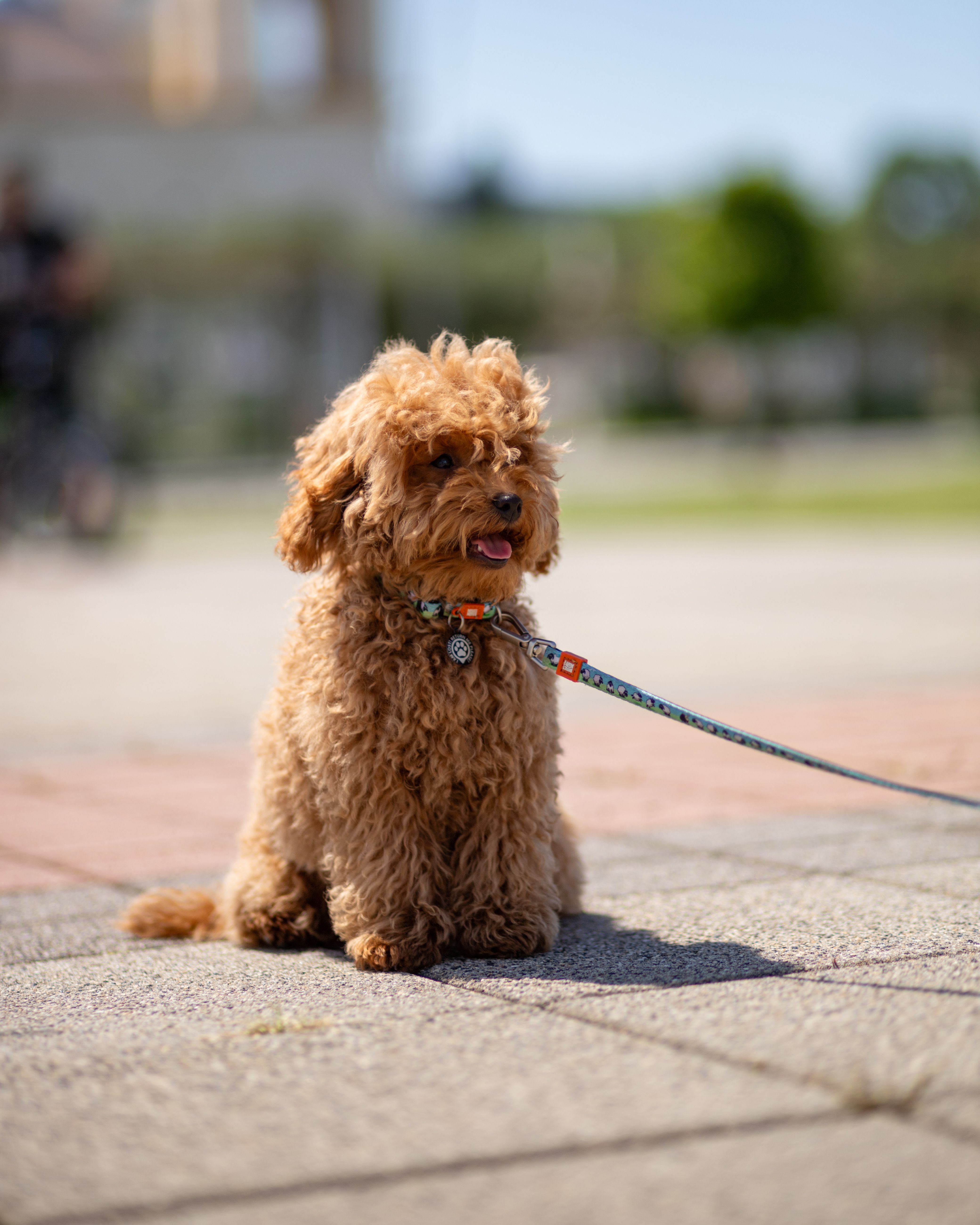 A Brown Poodle on a Leash Sitting on the Pavement · Free Stock Photo