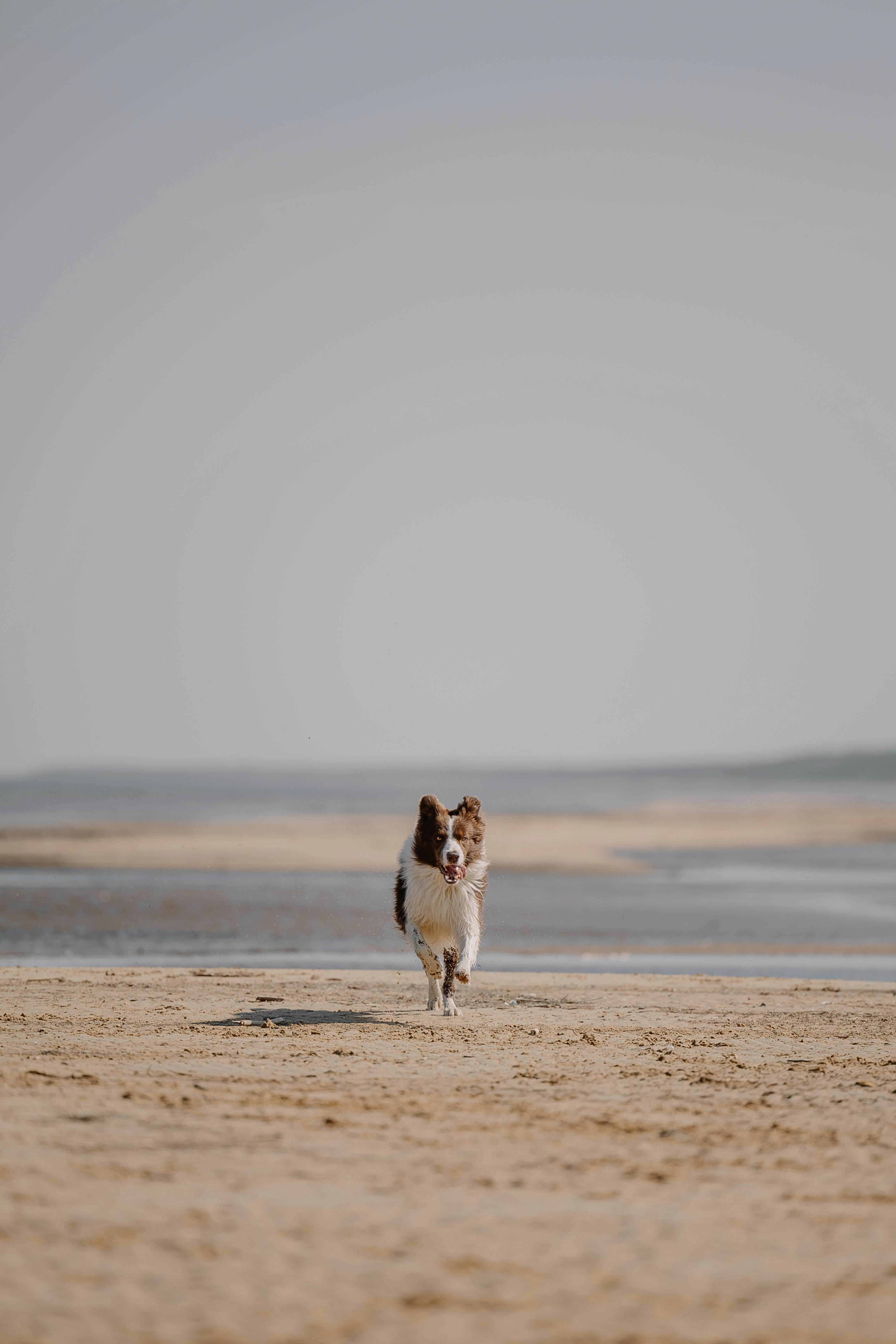 A Dog on a Beach · Free Stock Photo