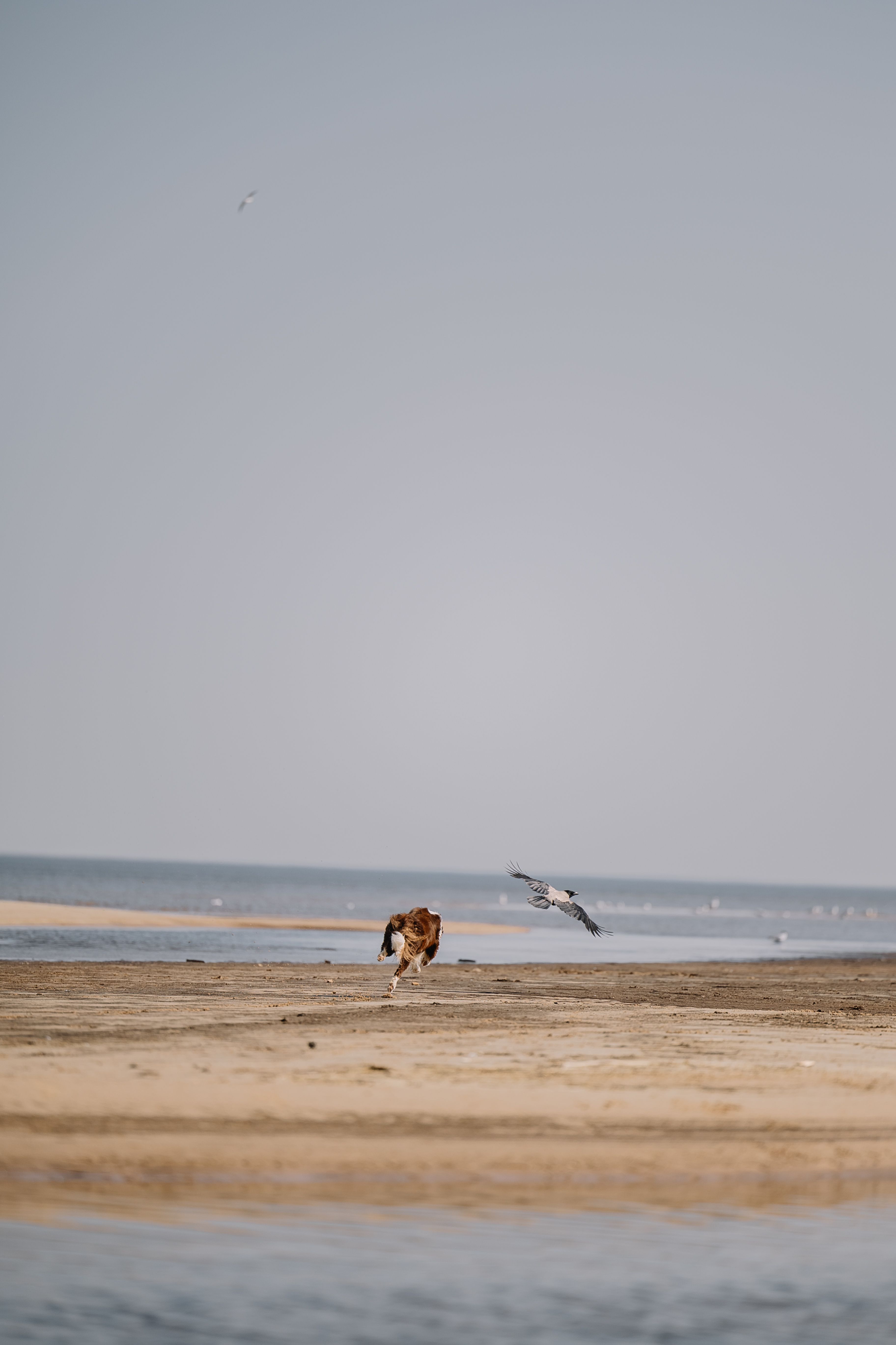 Border Collie Chasing Flying Seagull on Beach · Free Stock Photo