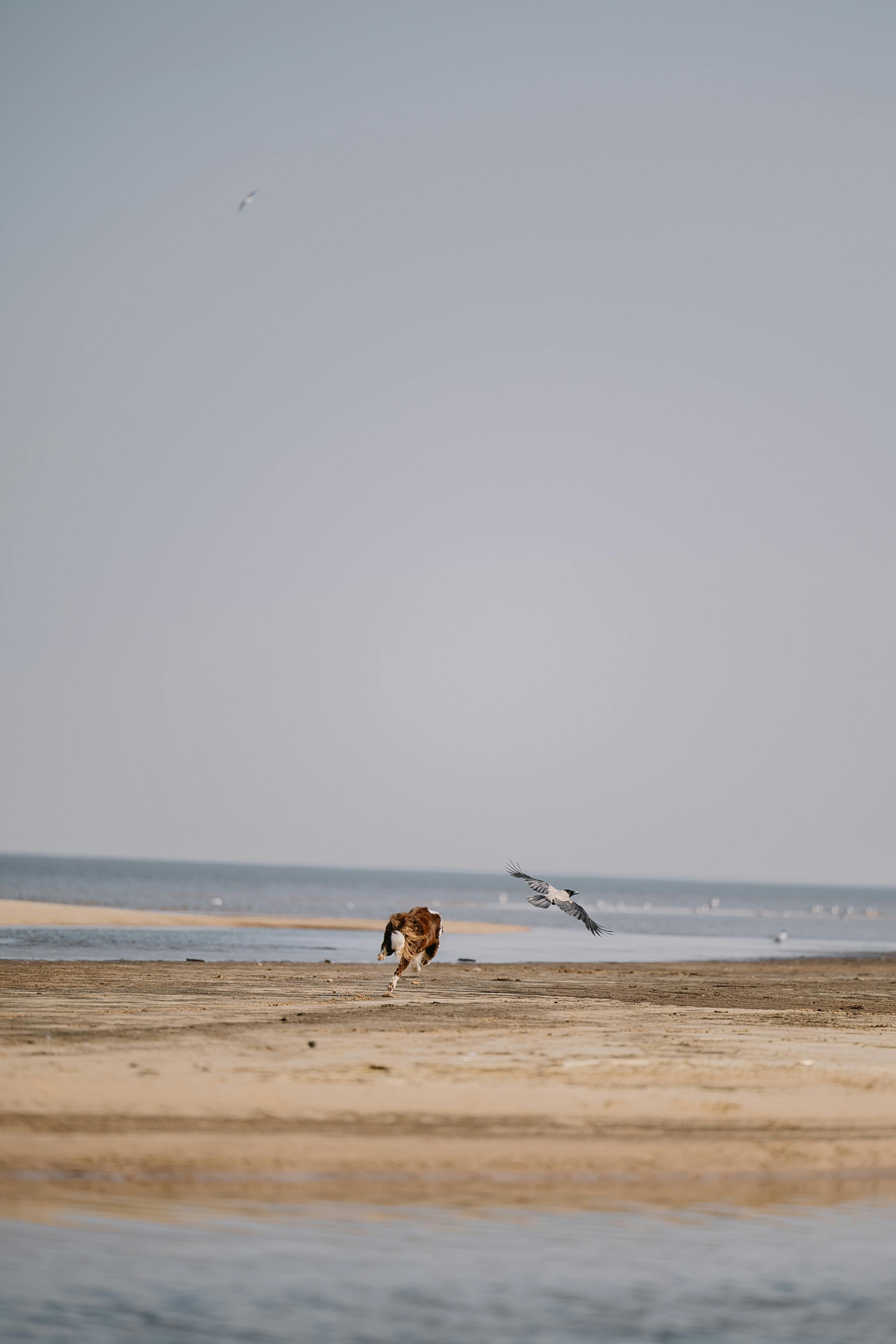 Border Collie Chasing Flying Seagull on Beach · Free Stock Photo