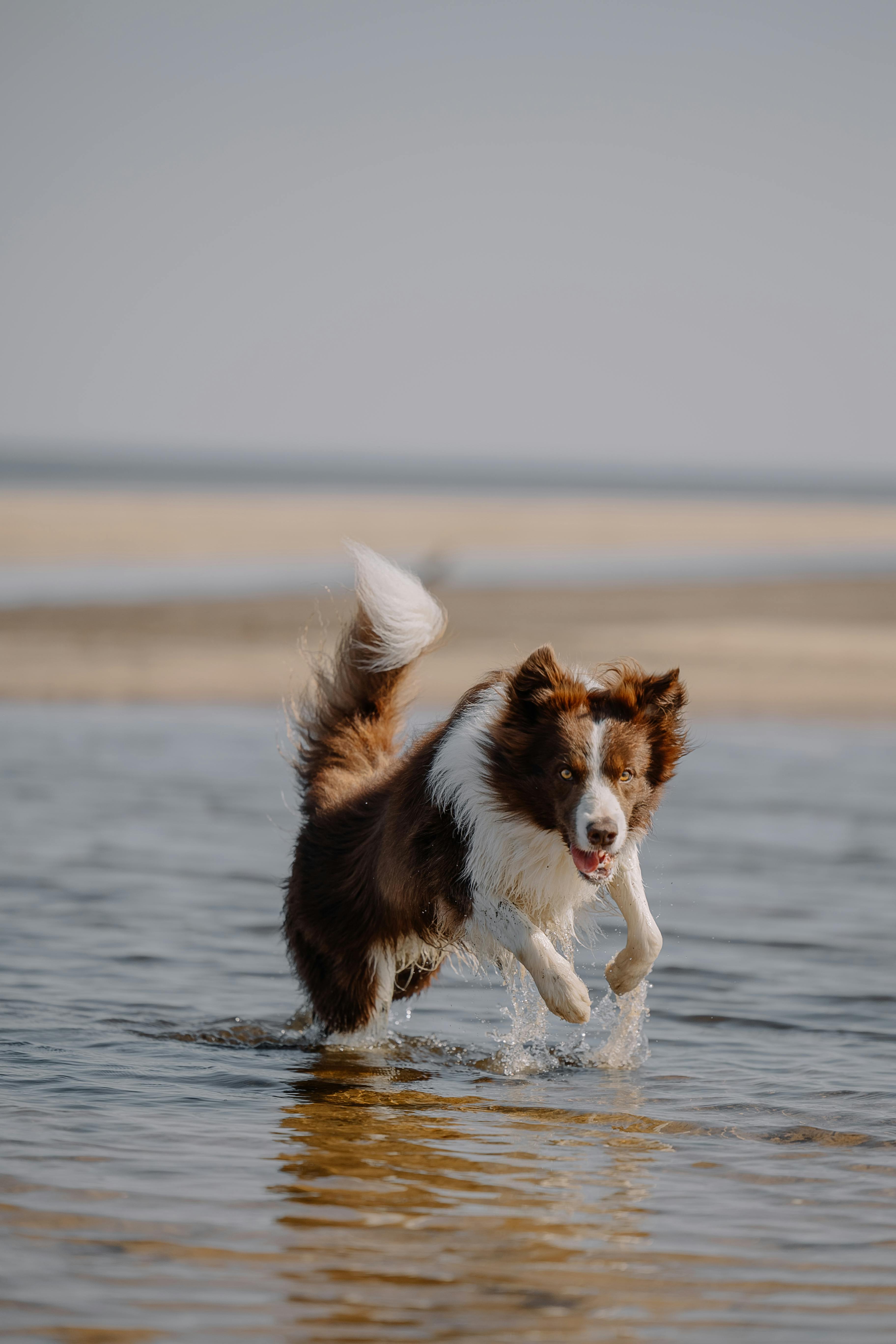 Medium-coated Tan Dog Running on Green Plants Photography · Free Stock ...