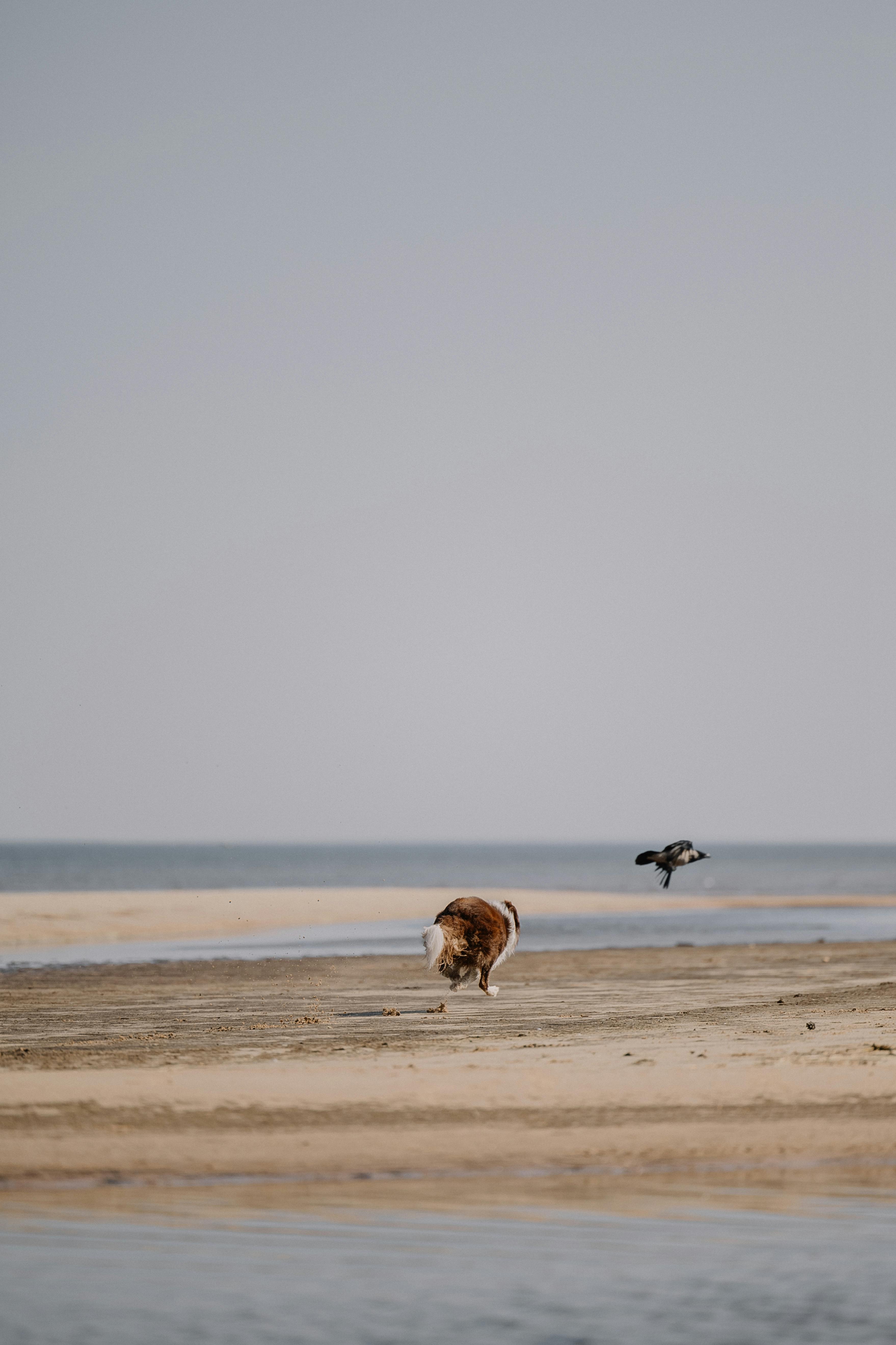 Dog Chasing Bird Photos, Download The BEST Free Dog Chasing Bird Stock ...