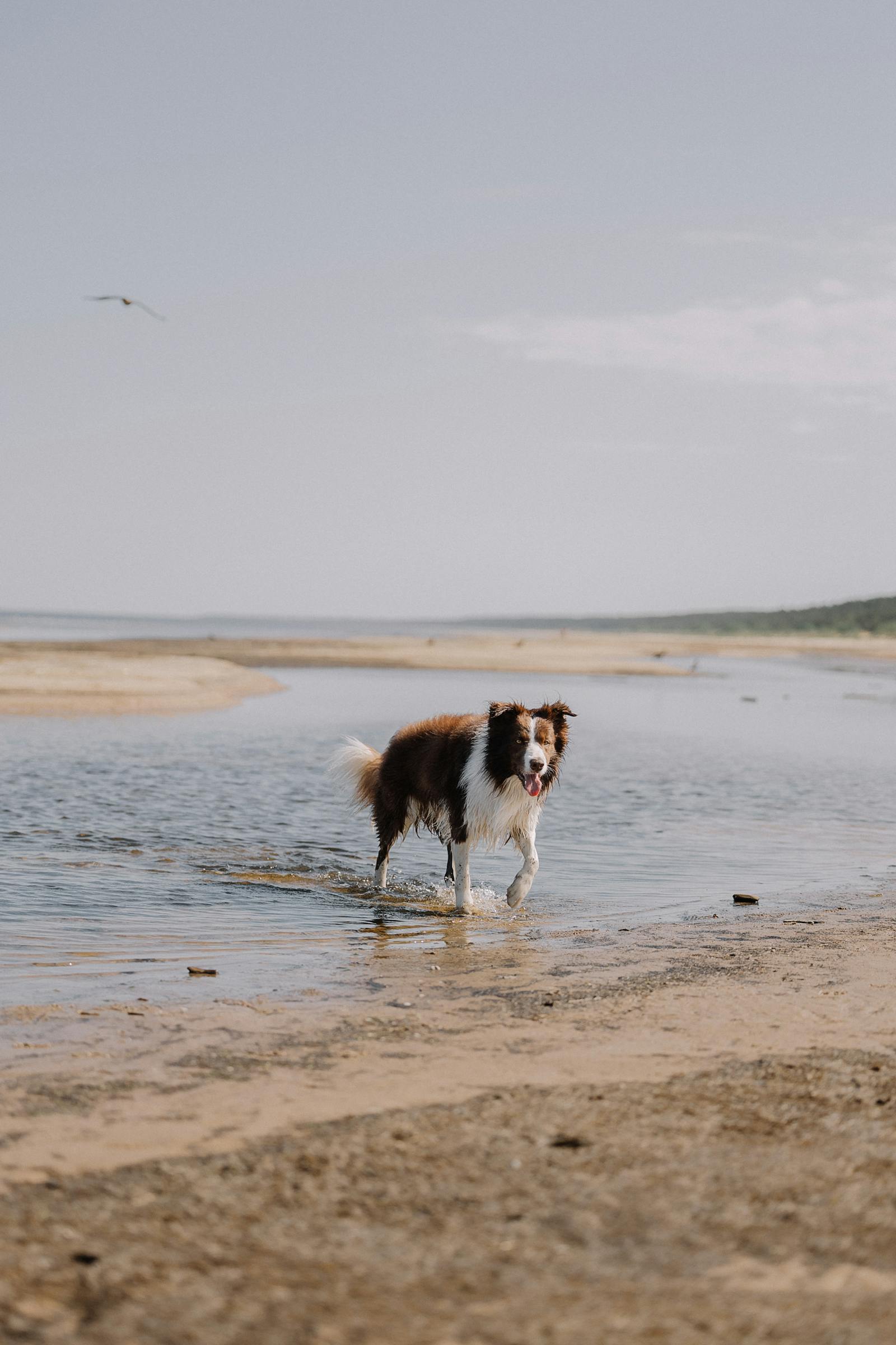 Border Collie Photos, Download The BEST Free Border Collie Stock Photos ...