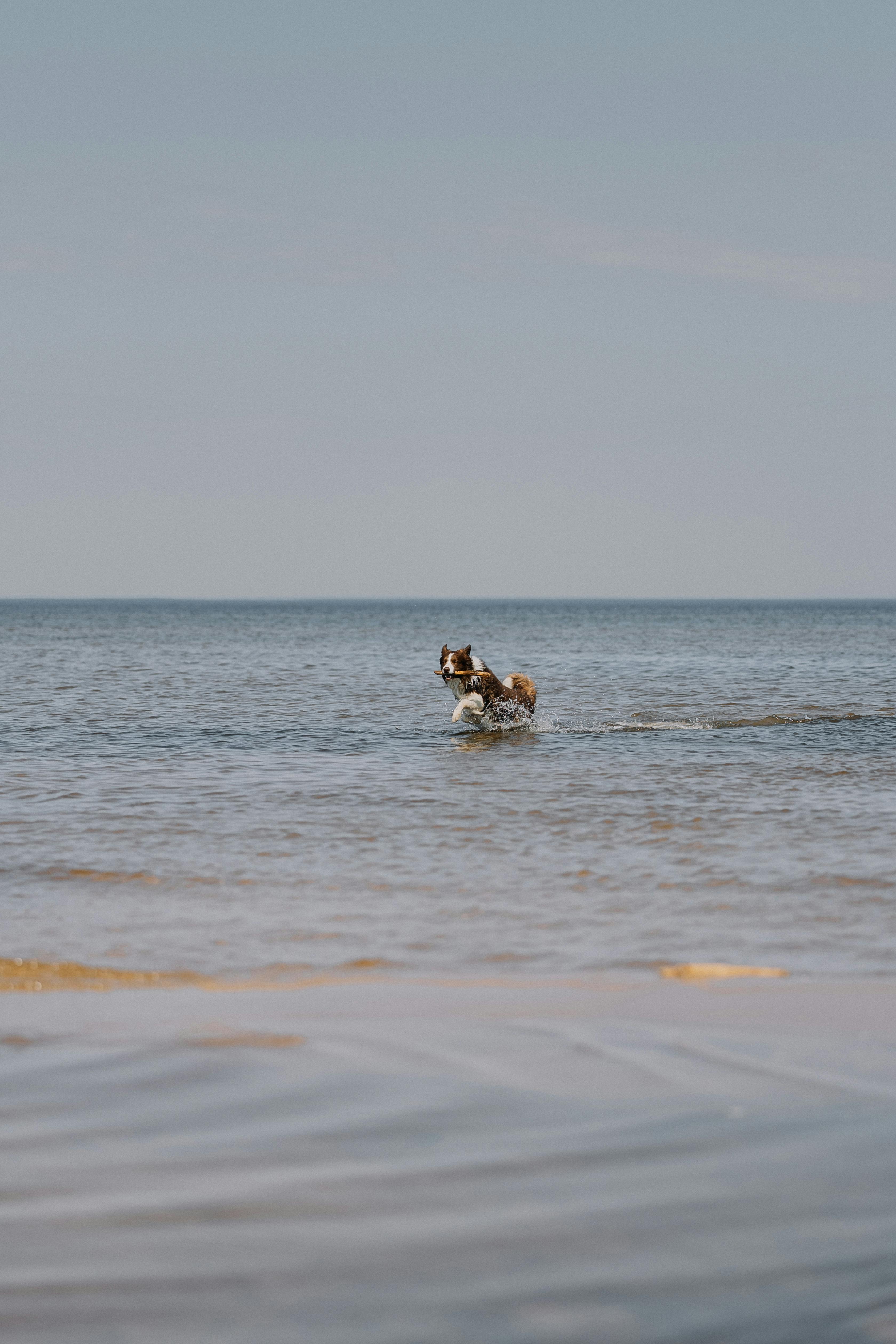Dog in Sea · Free Stock Photo