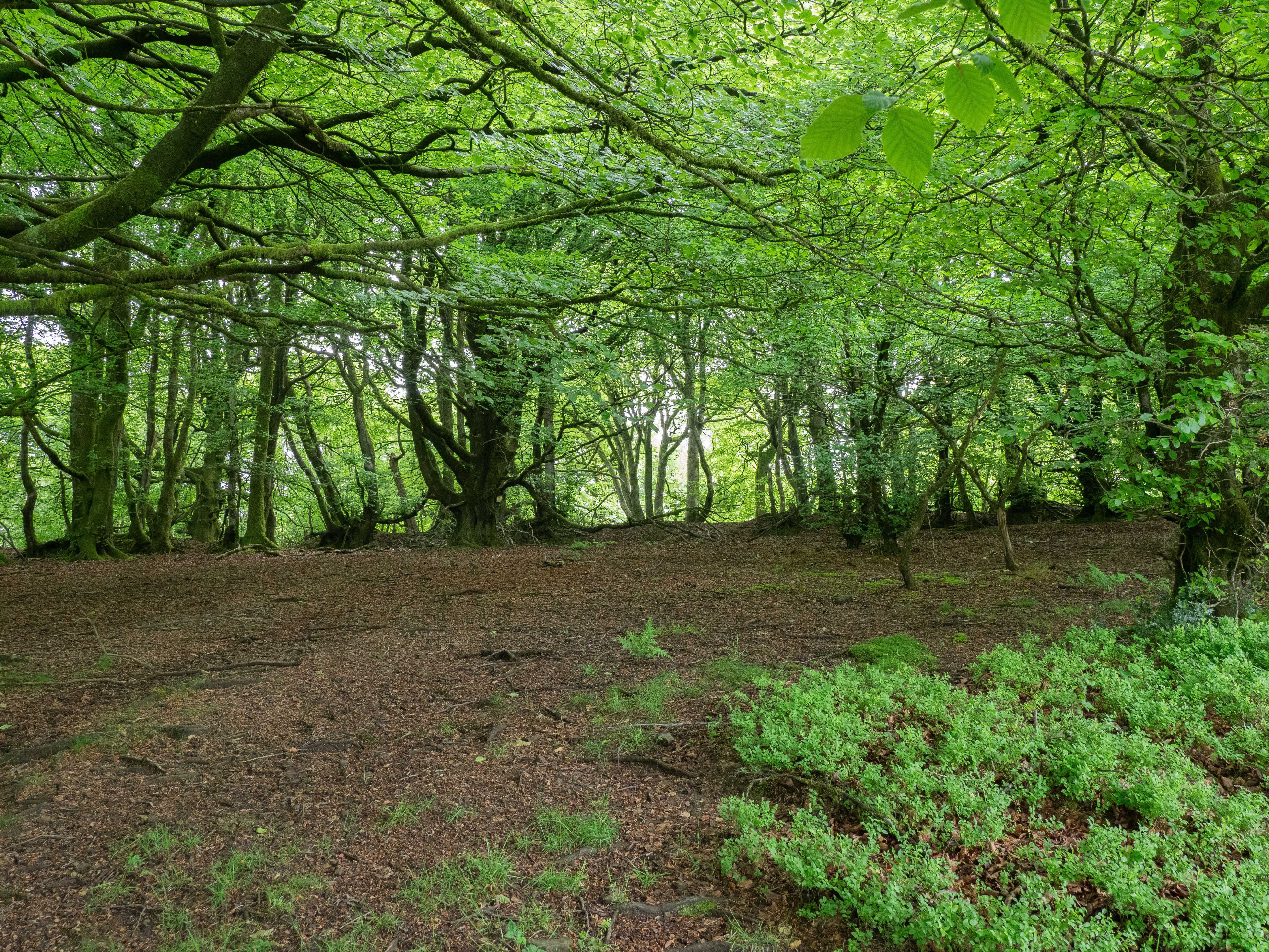 Forest and Bush · Free Stock Photo
