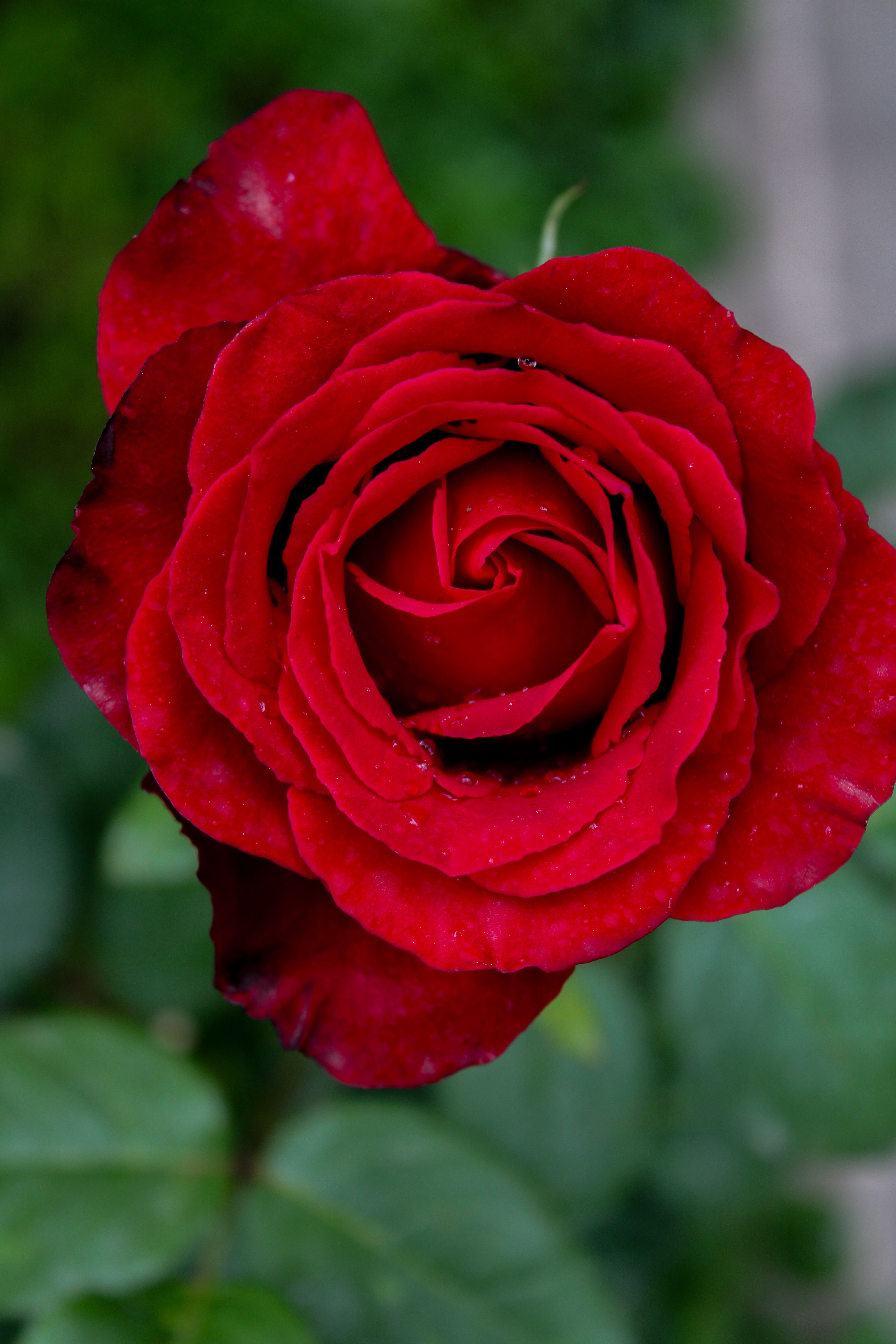 Red Rose Flowers in Close Up Photography · Free Stock Photo
