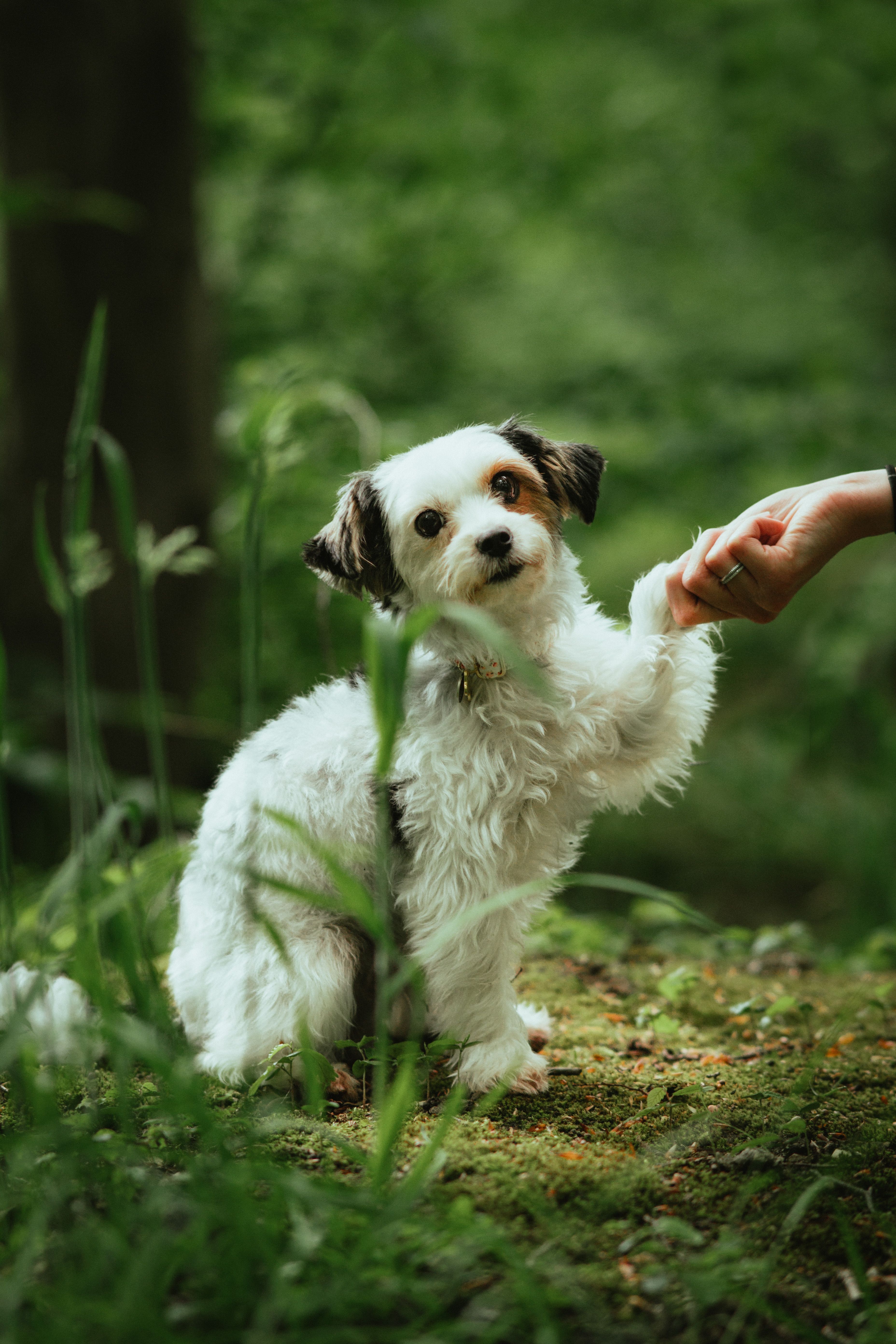Human Hand Holding a Puppy · Free Stock Photo