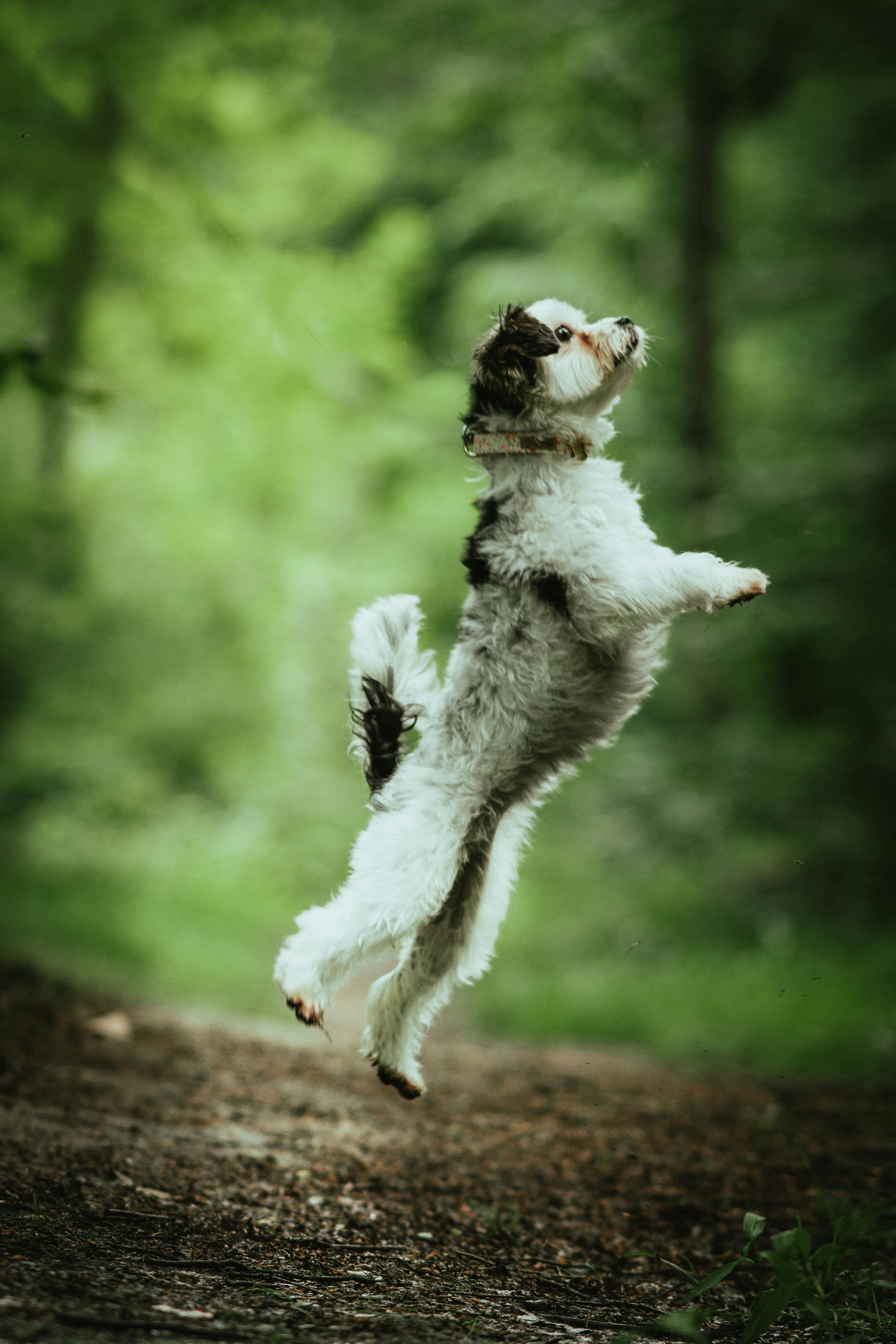 Jumping Dog in Midair · Free Stock Photo