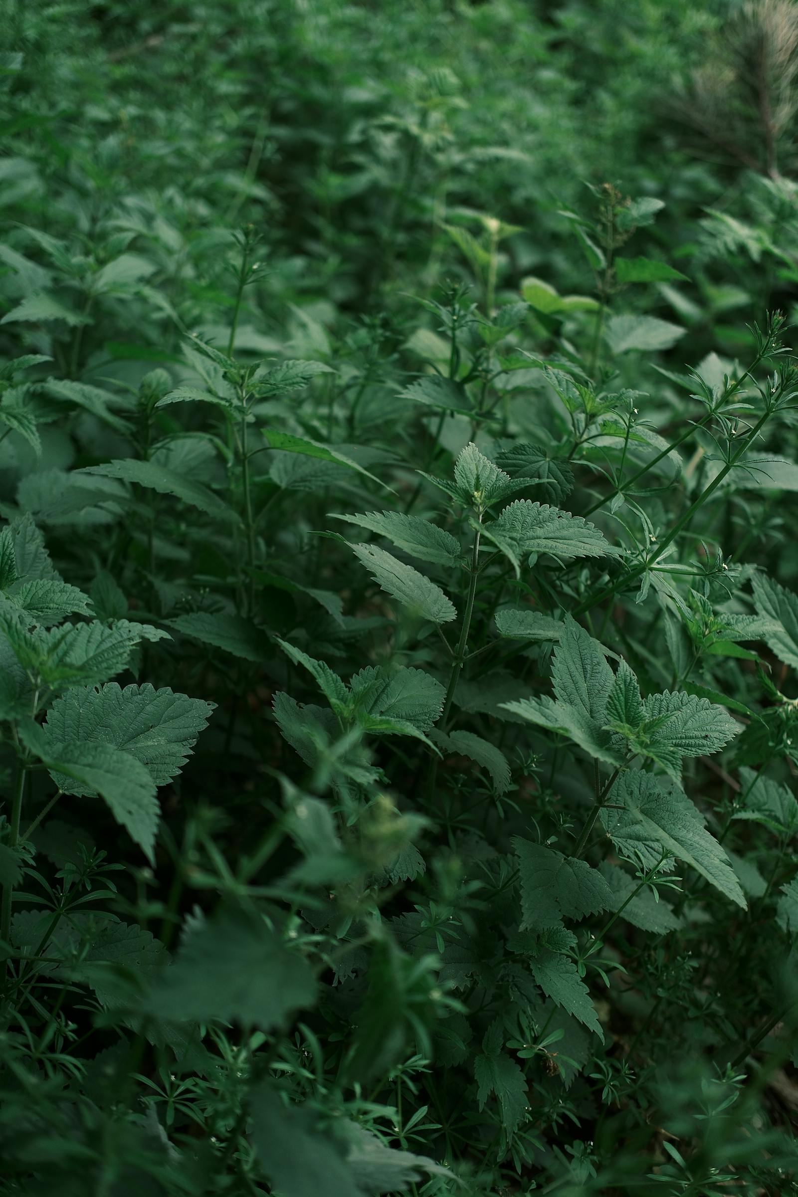 Mint Green Photos, Download The BEST Free Mint Green Stock Photos & HD ...