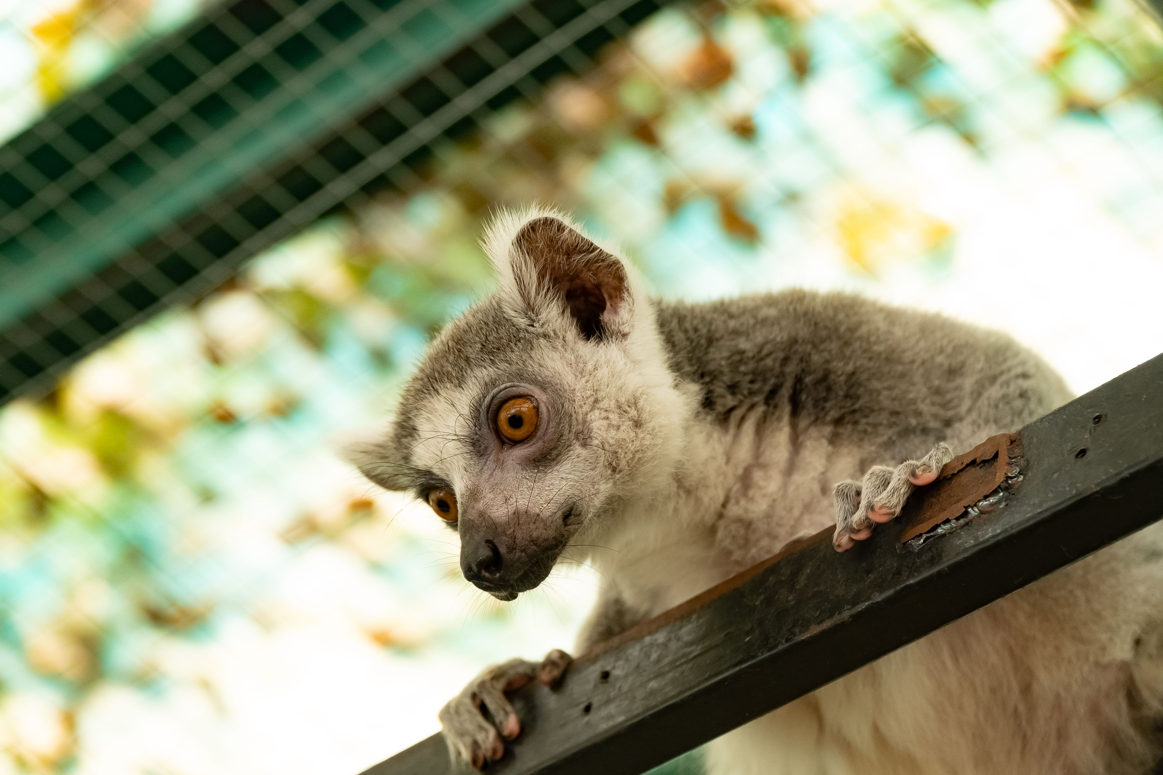 Staring Ring-Tailed Lemur in the Zoo Enclosure · Free Stock Photo