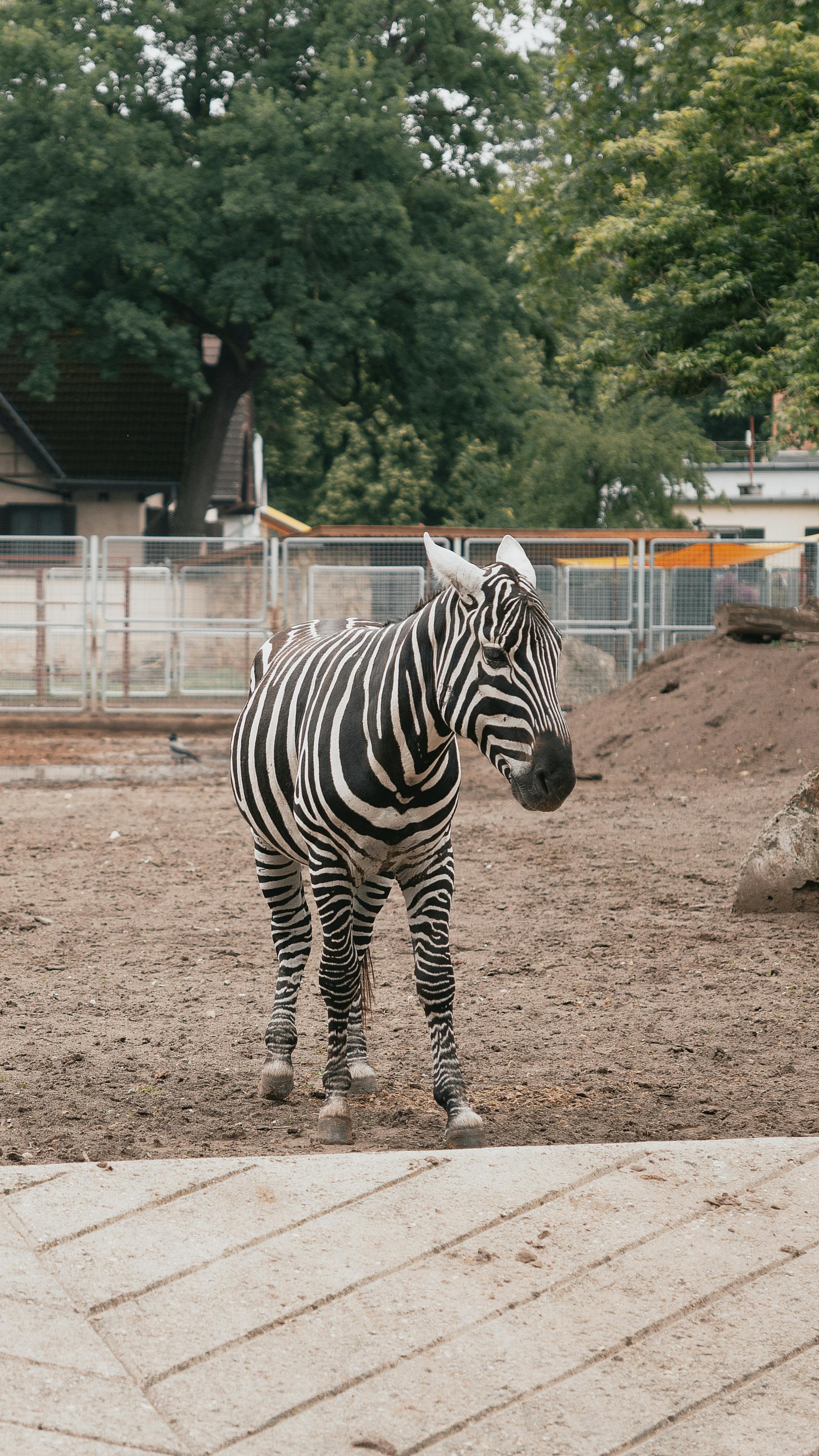 A zebra standing in a zoo enclosure · Free Stock Photo