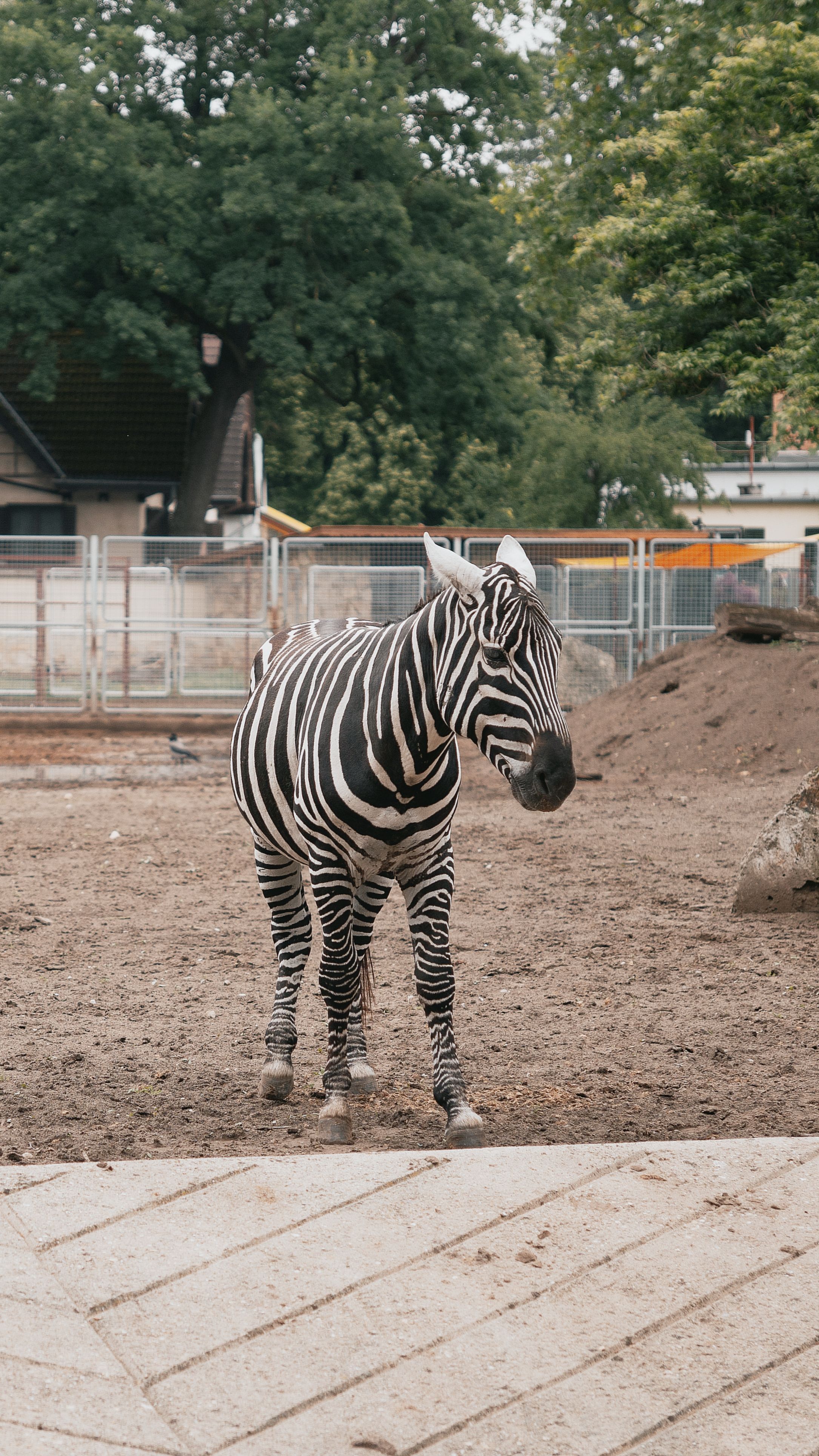 Zebra in a Zoo · Free Stock Photo