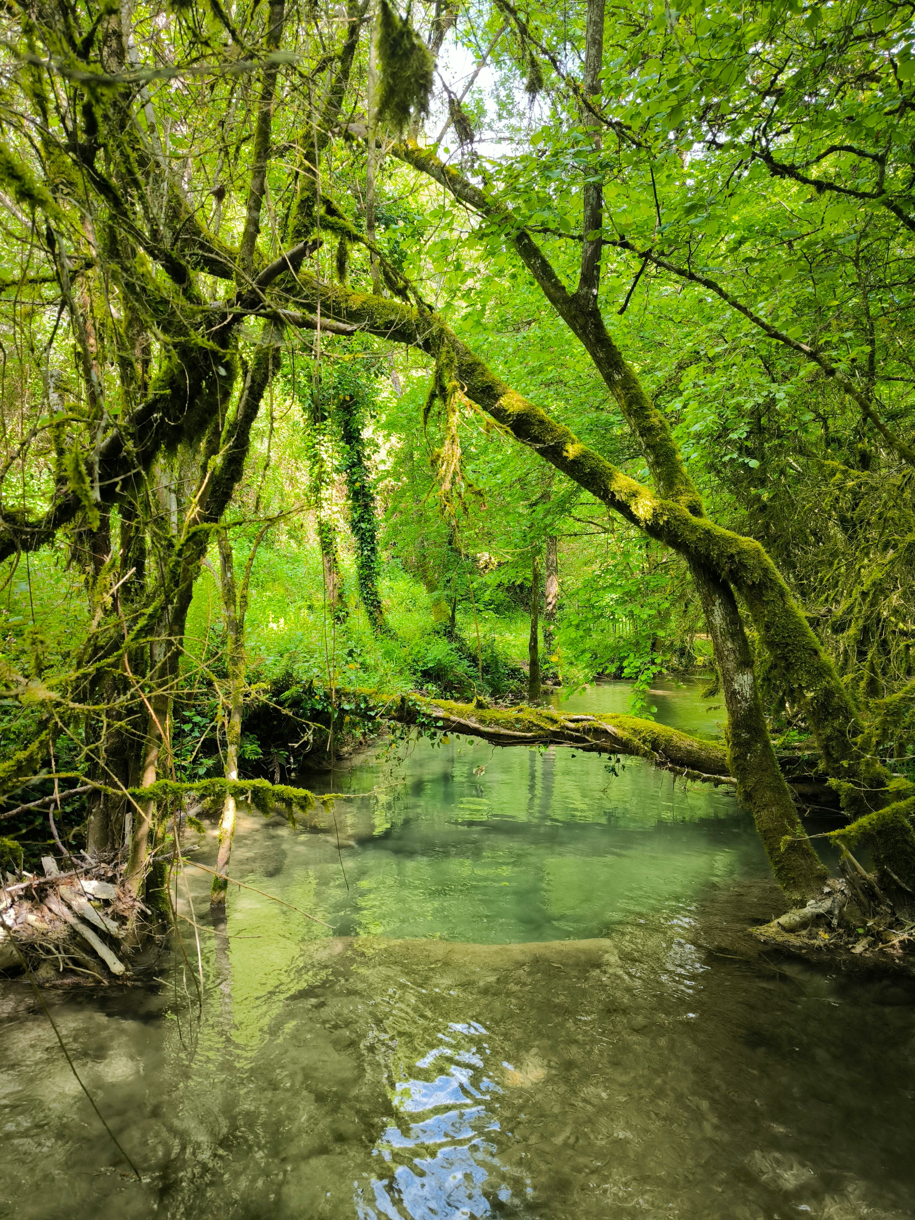 Mossy Trees Leaning Over a Forest Stream · Free Stock Photo