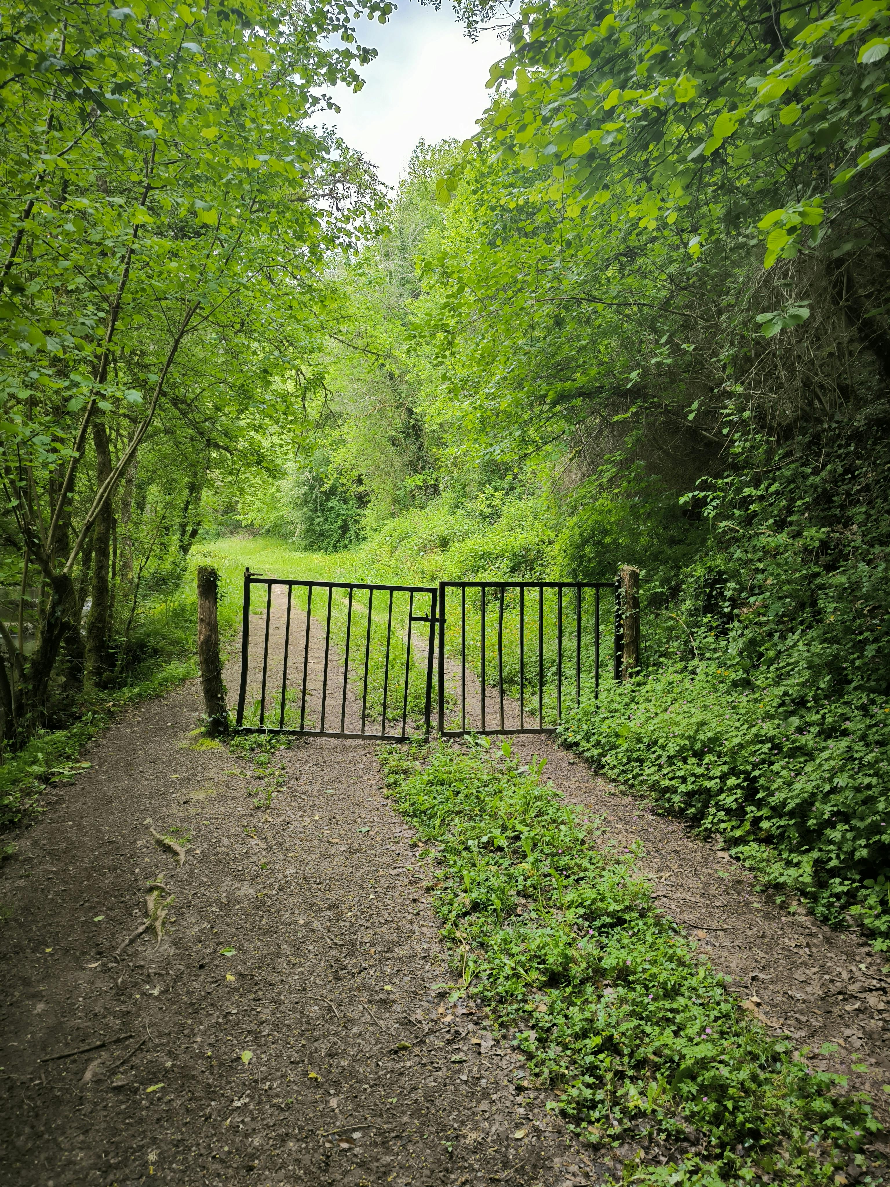 A gate in the woods leads to a path · Free Stock Photo