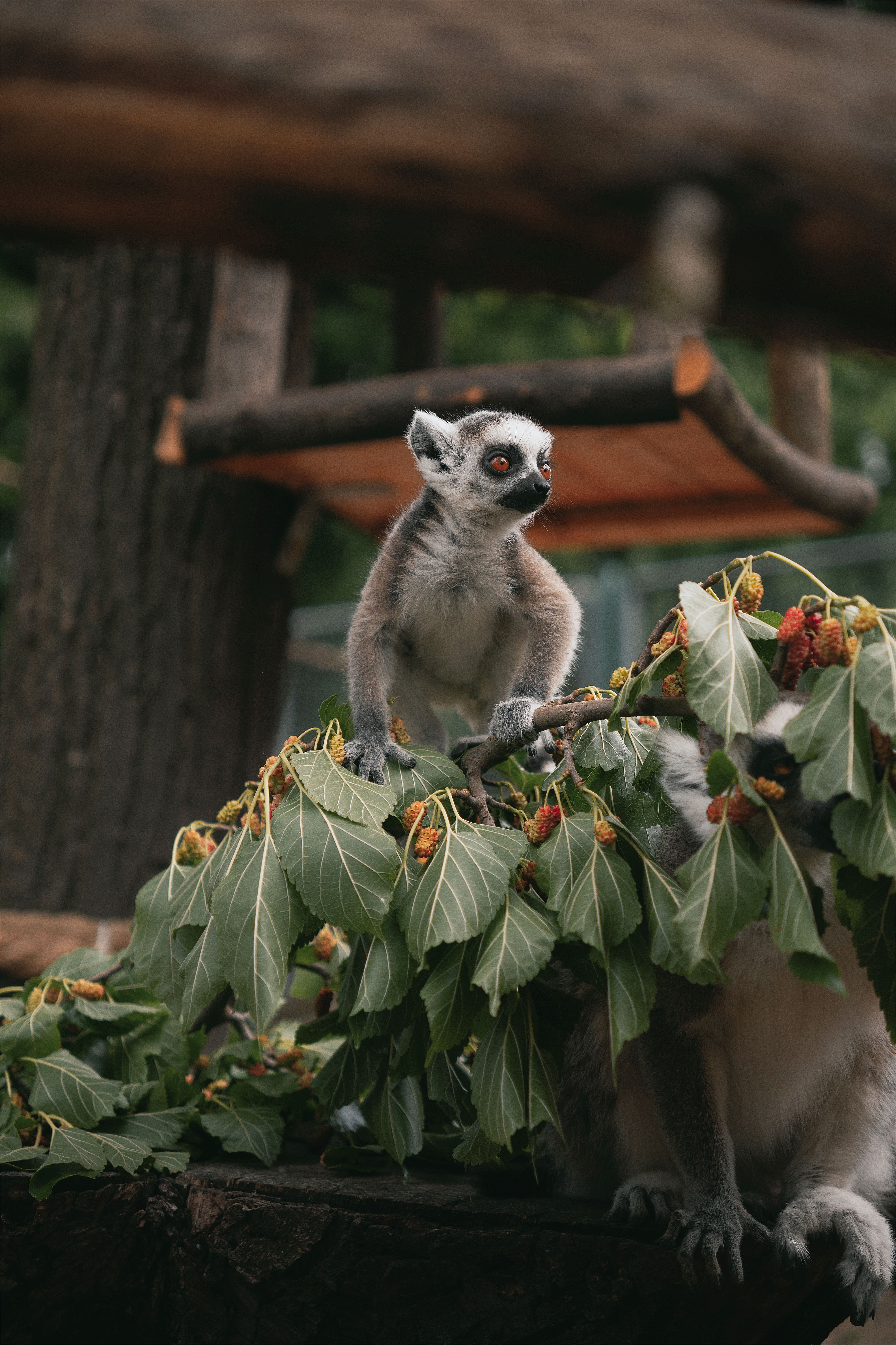 A lemur eating fruit from a tree · Free Stock Photo