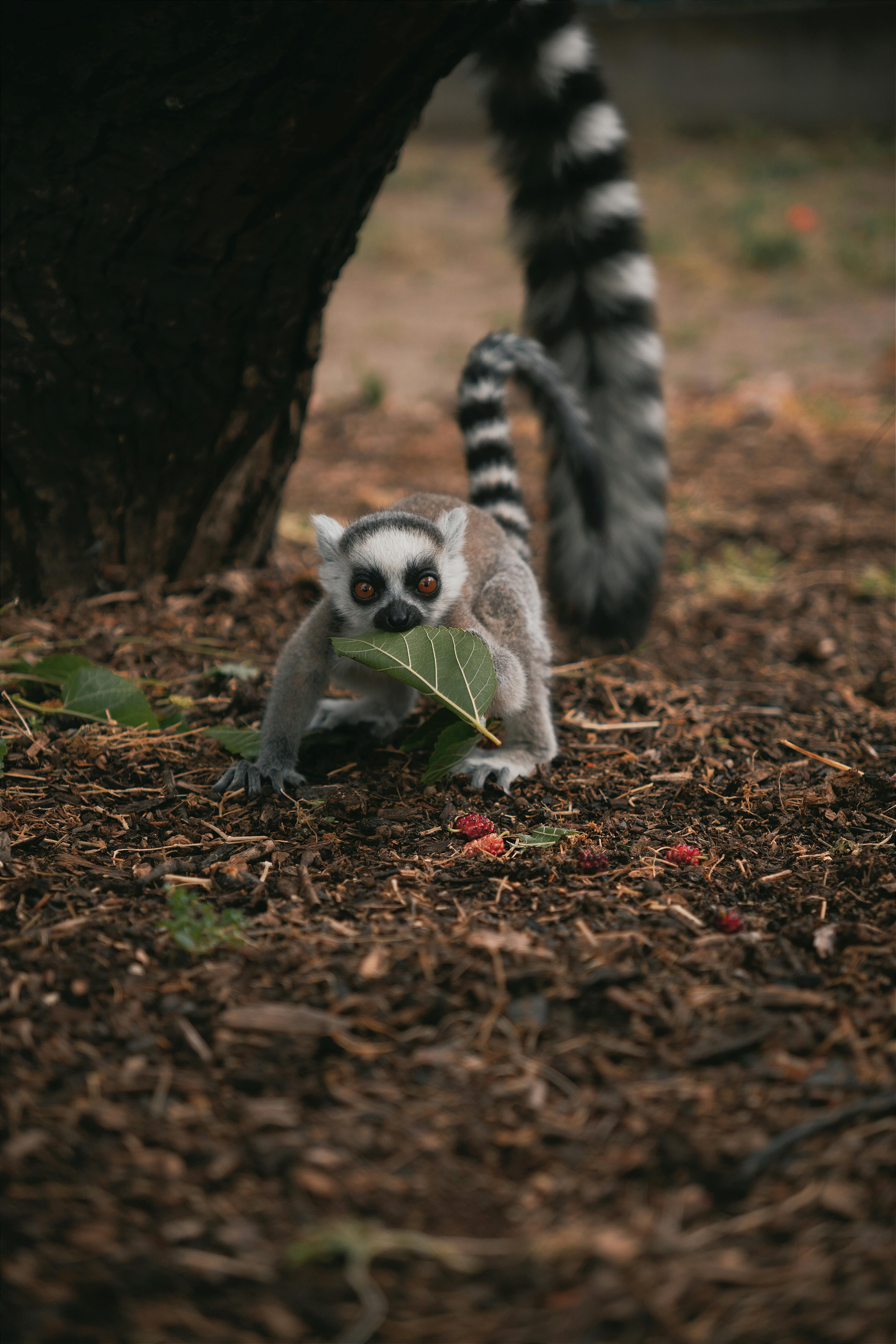 Cute Lemur in the Park Holding a Leaf · Free Stock Photo