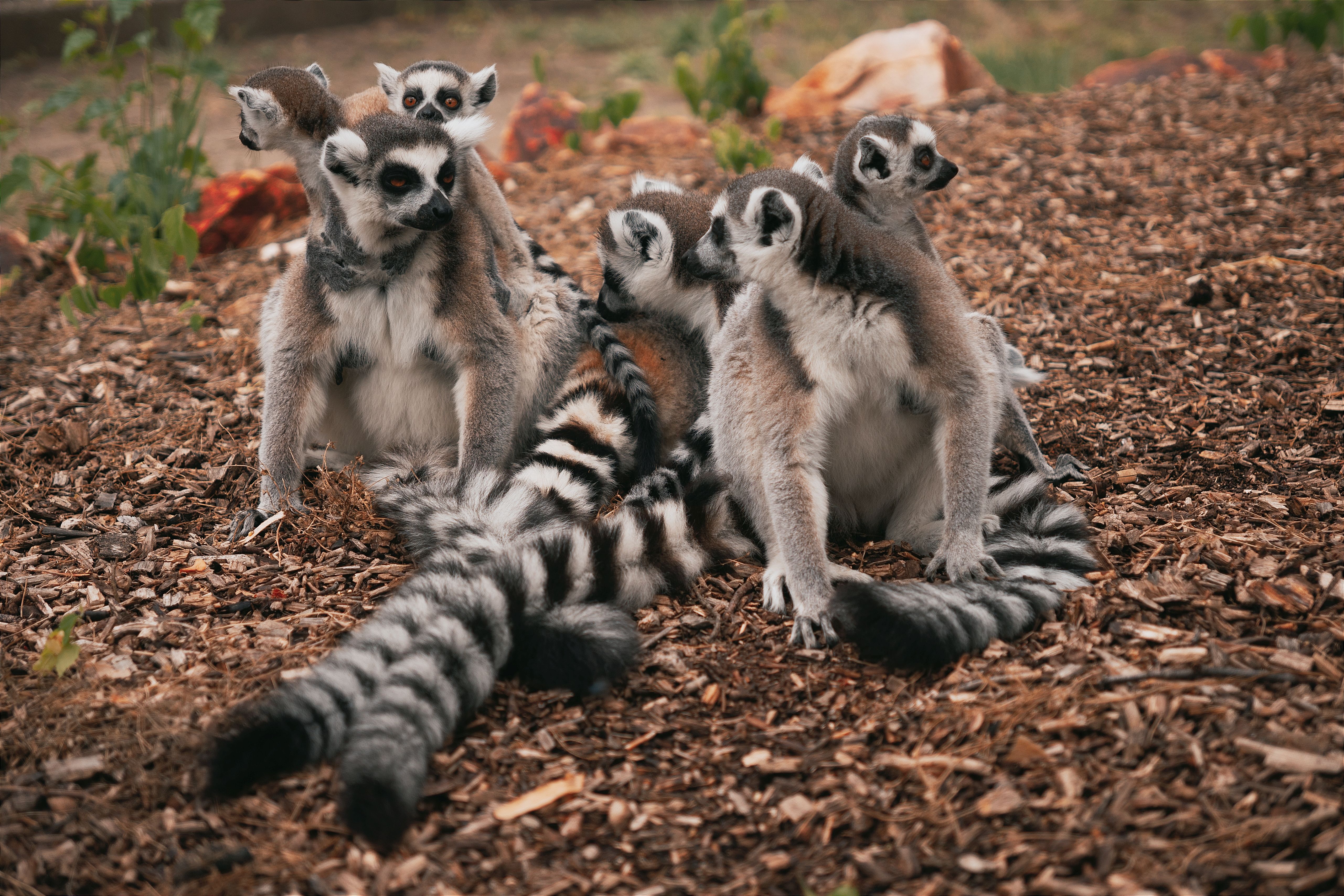 Group of Cute Lemurs in a Park · Free Stock Photo