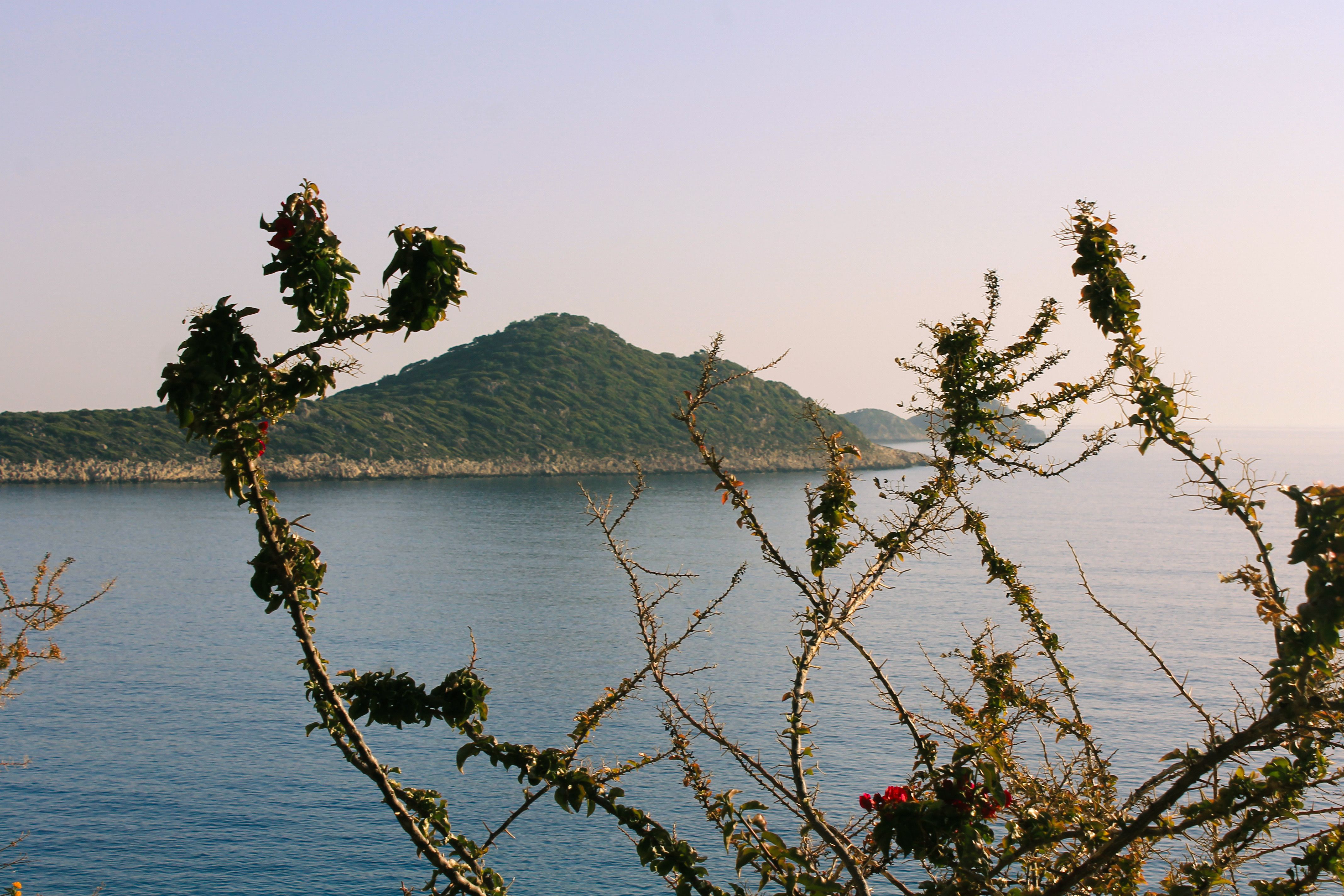 Tree Branches over Seashore · Free Stock Photo